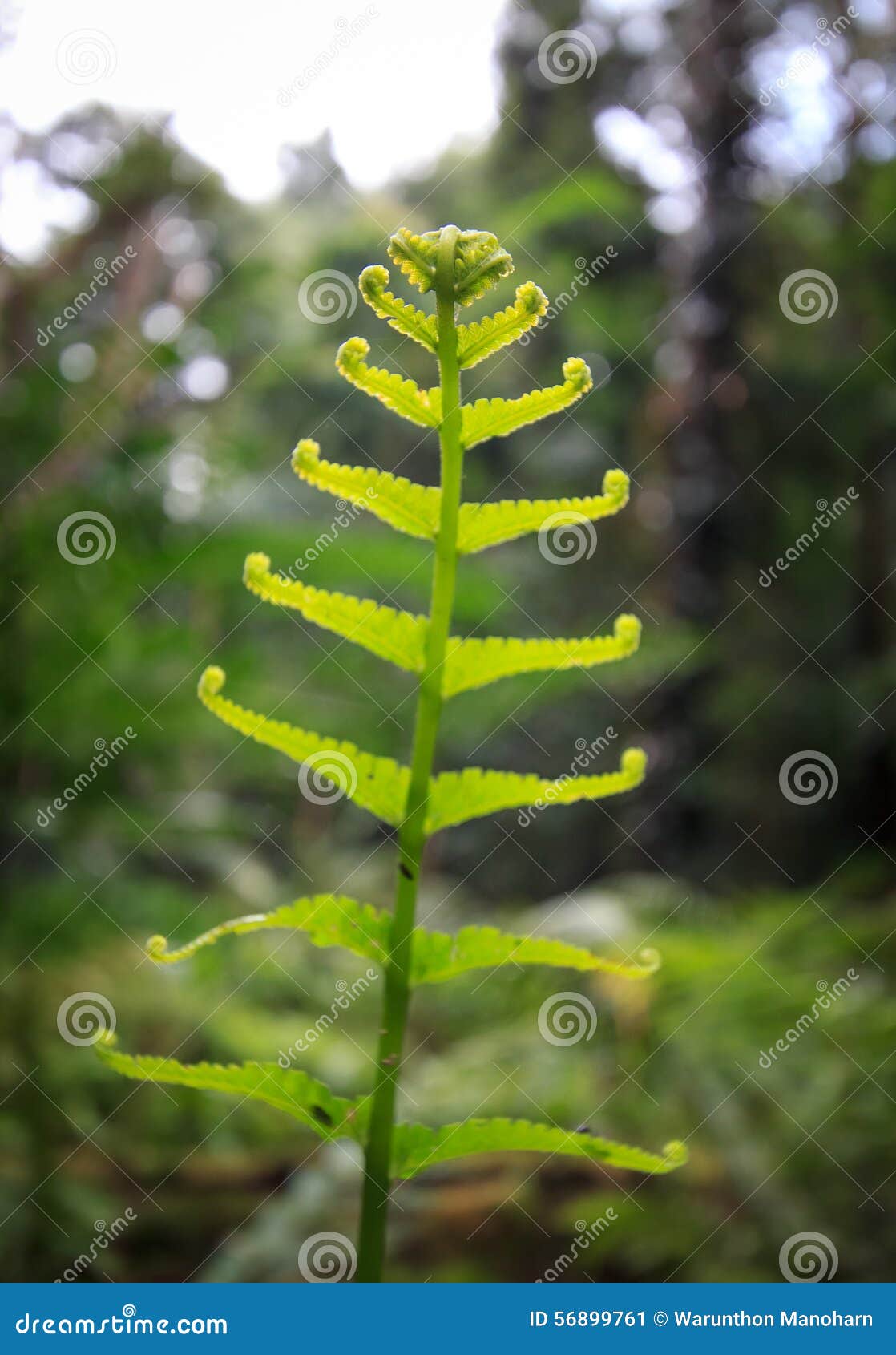 Young fern stock image. Image of biology, nature, scape - 56899761