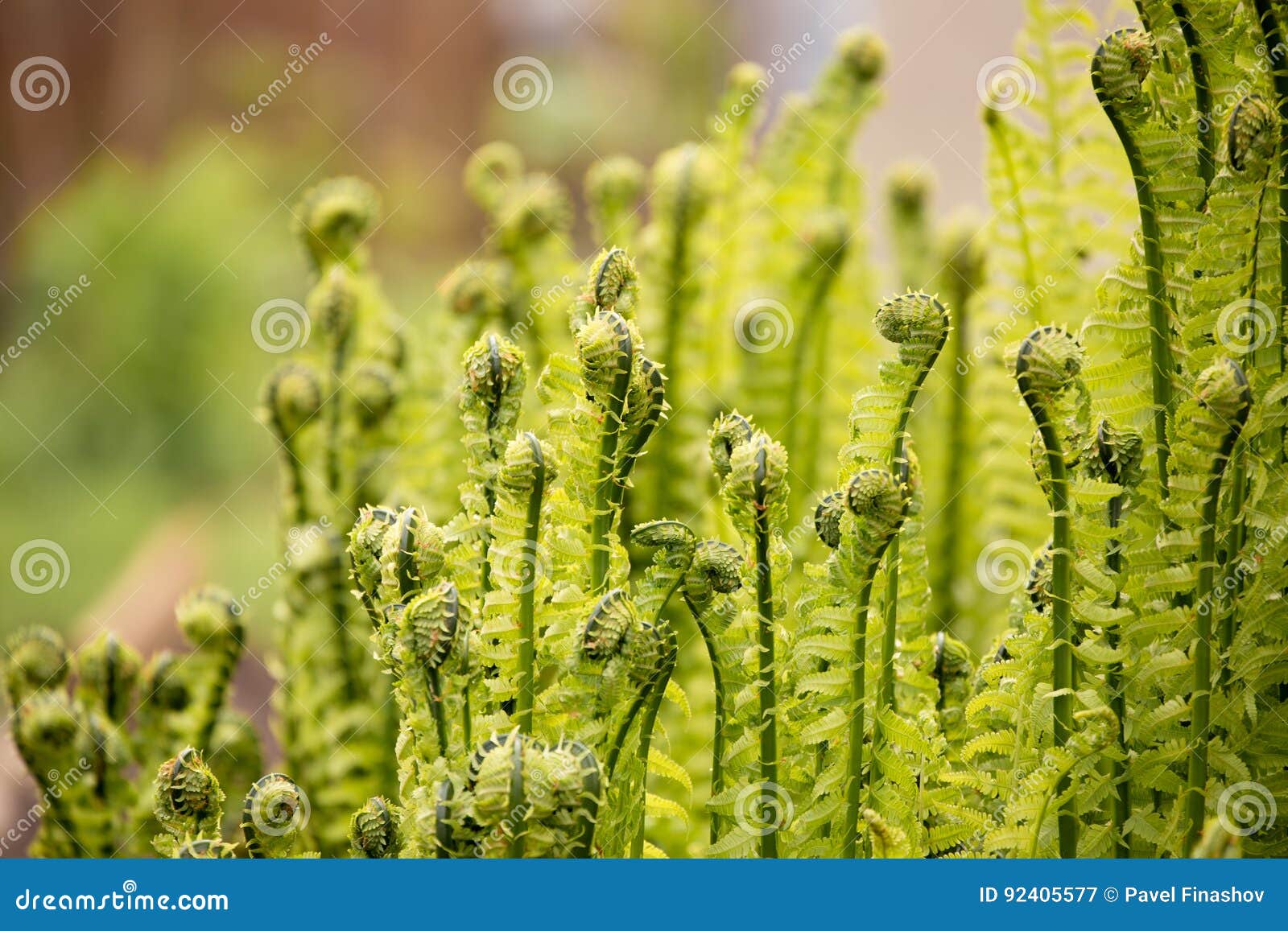 Young fern grass stock image. Image of growing, beauty - 92405577