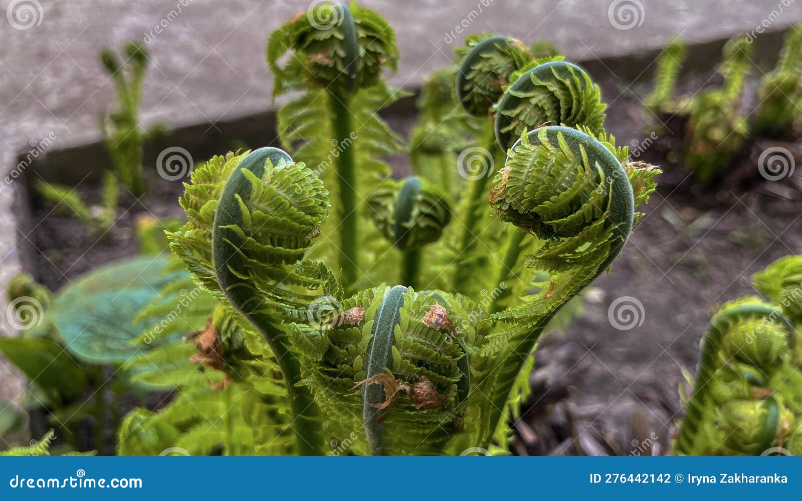 The Young Fern Grows in the Garden in Spring Stock Photo - Image of ...