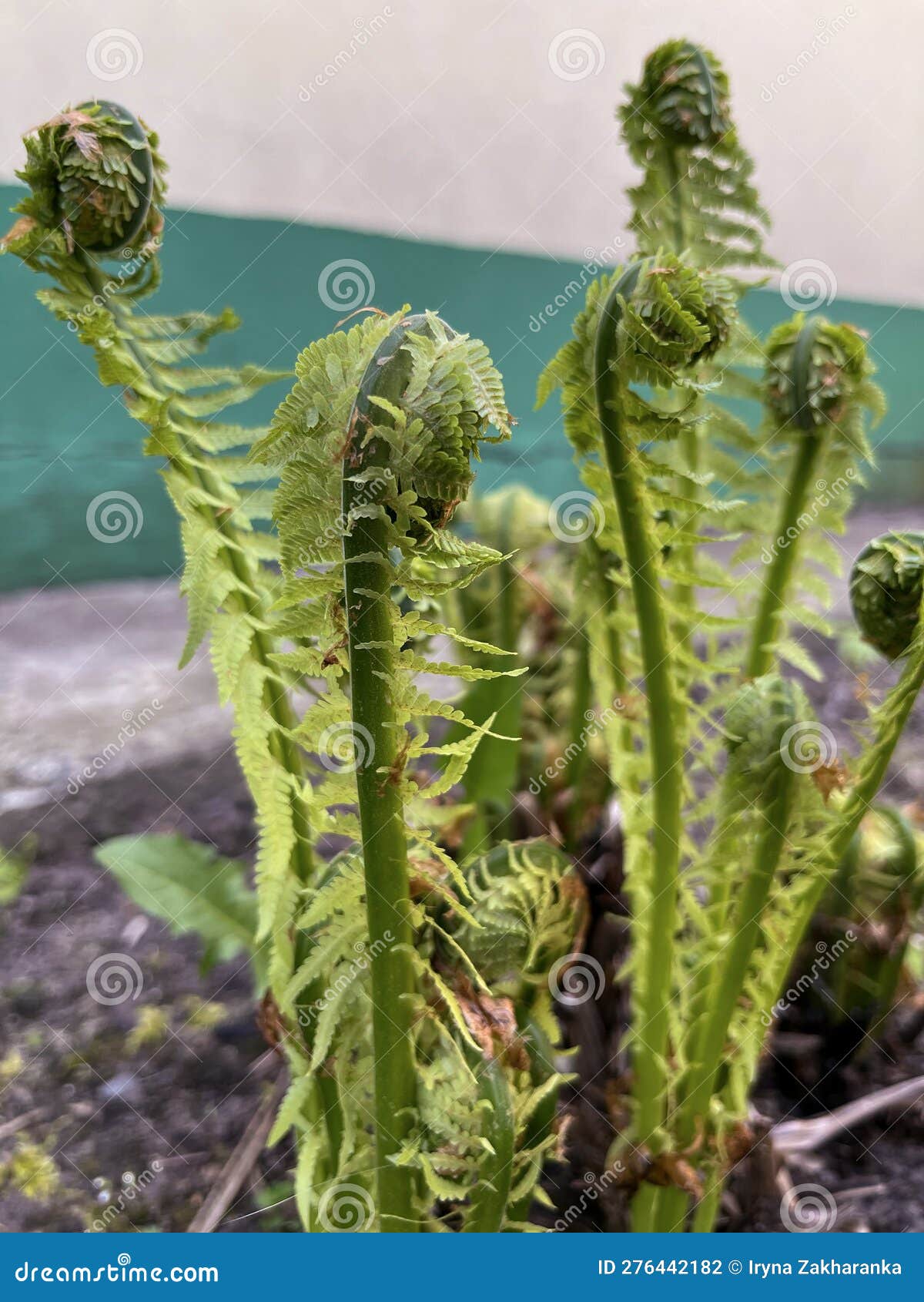 The Young Fern Grows in the Garden in Spring Stock Photo - Image of ...