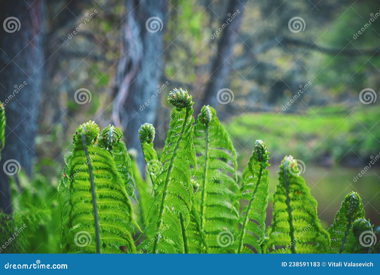 Young Fern Leaf on the River Bank Stock Image - Image of fresh, natural ...