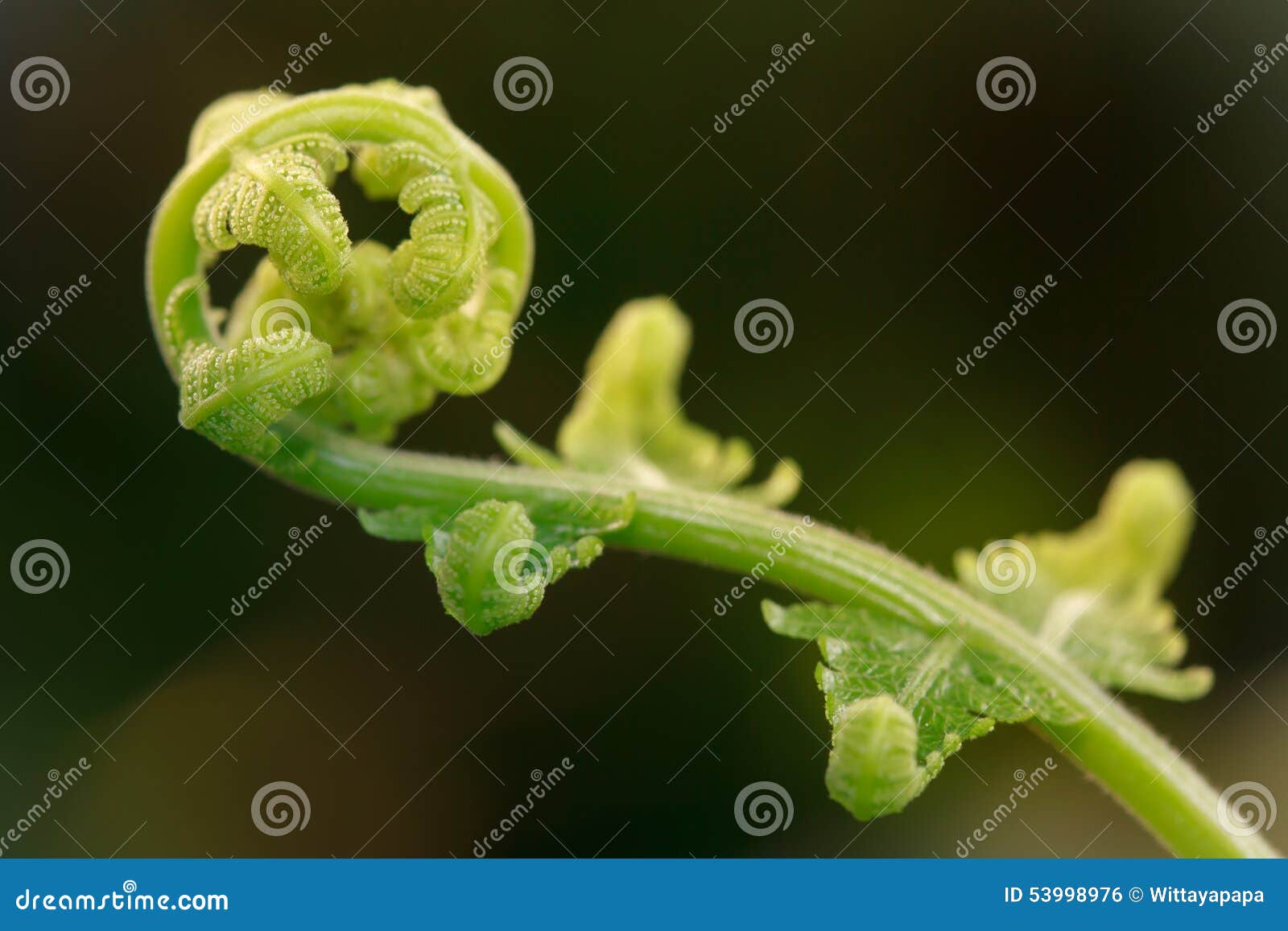 Young fern leaves stock photo. Image of frond, sorus - 53998976