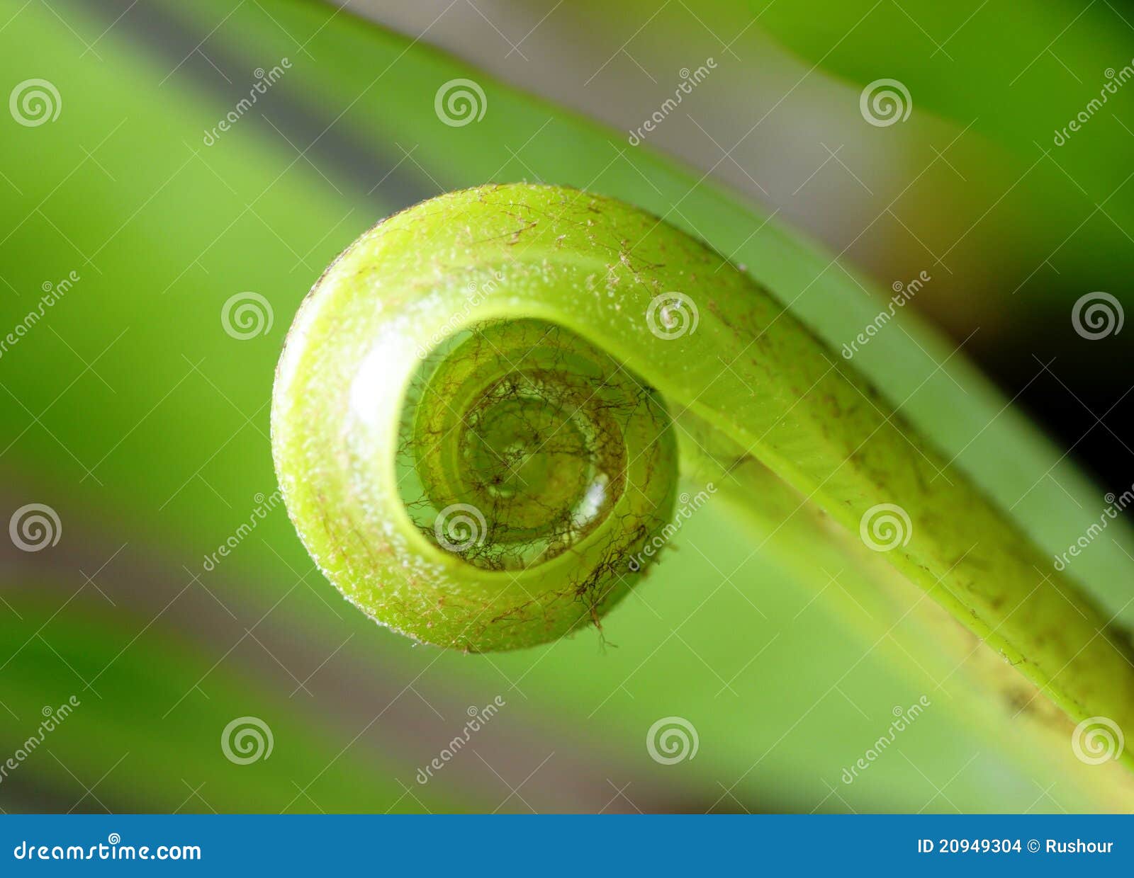 Young Fern Macro stock photo. Image of micro, environment - 20949304