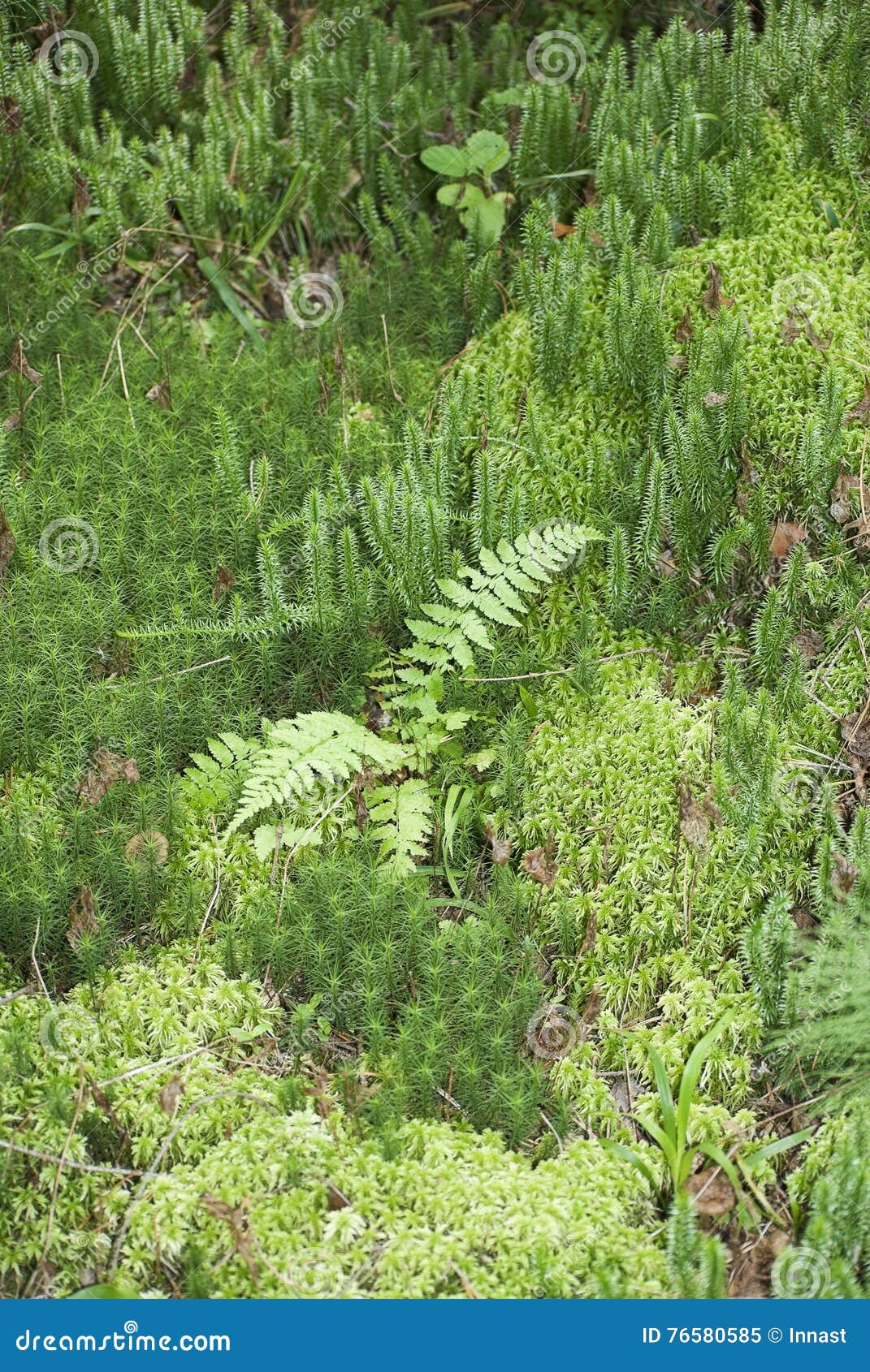 Young fern and moss stock image. Image of russia, moisture - 76580585
