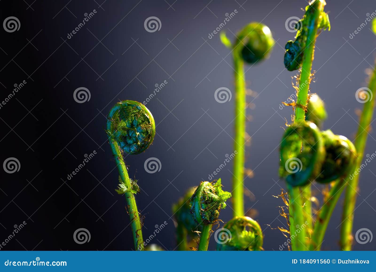 Young Fern Shoots on a Black Background Stock Photo - Image of edible ...