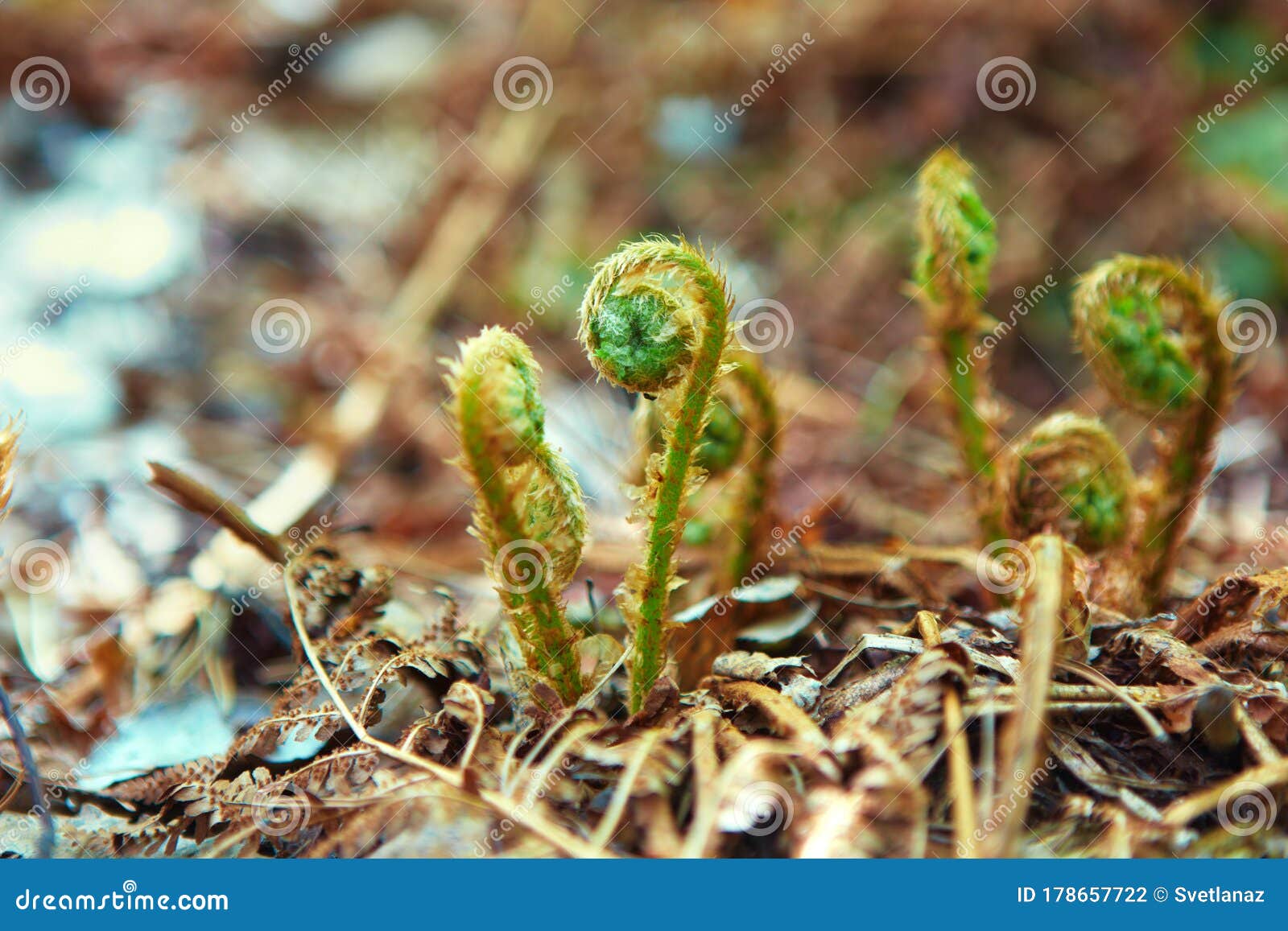 Young Fern Shoots Growing among Last Year Stock Photo - Image of last ...