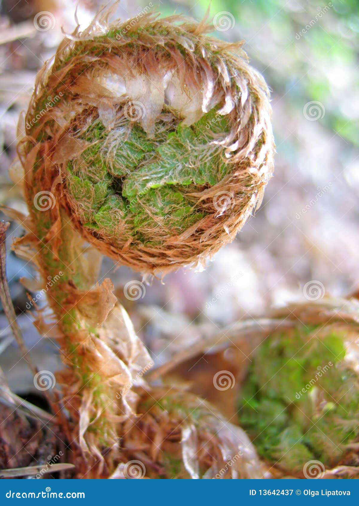 Young fern sprouts stock image. Image of close, beauty - 13642437