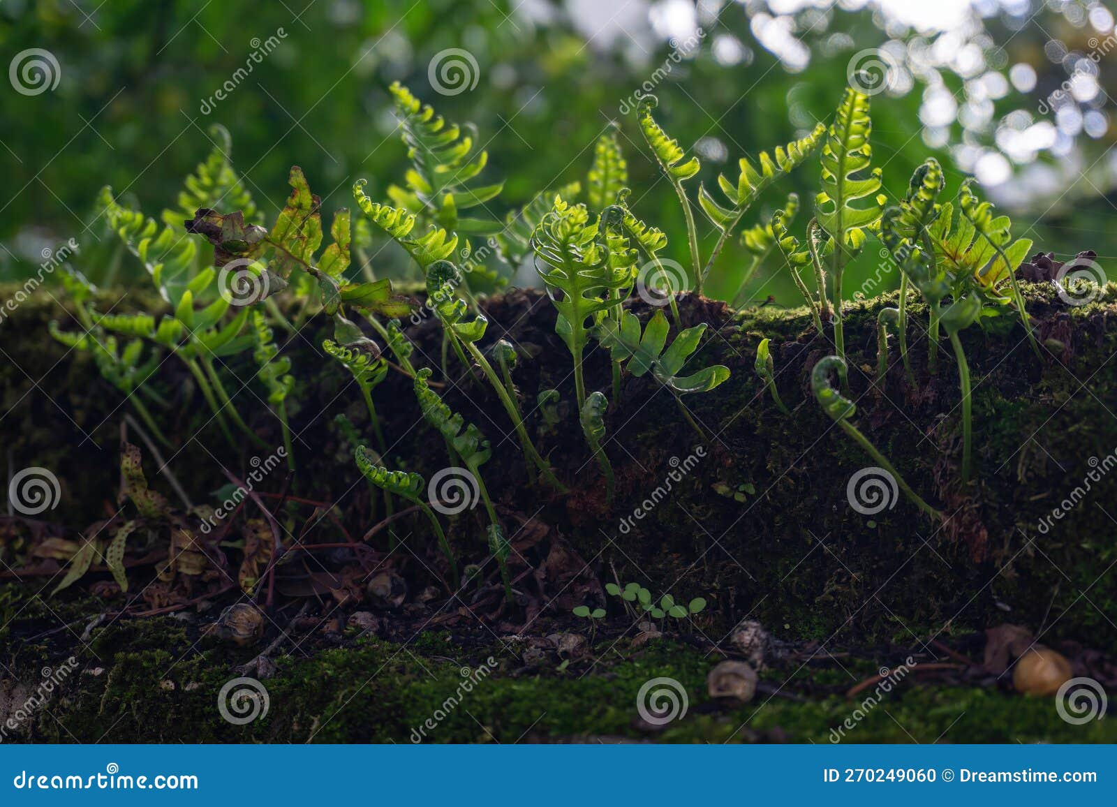 Young Fern Sprouts Sprouted among the Moss Stock Photo - Image of ...