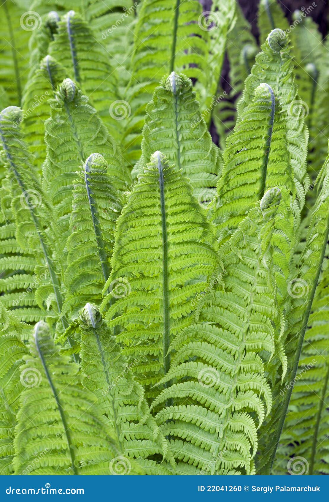 Young ferns macro stock photo. Image of leaf, environment - 22041260