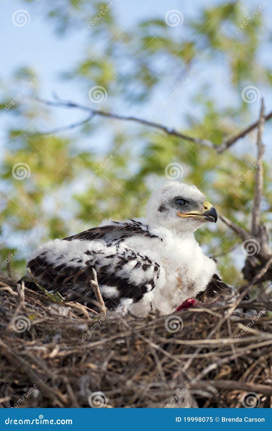Young Ferruginous Hawk Chick Stock Image - Image of ferruginous, bird ...