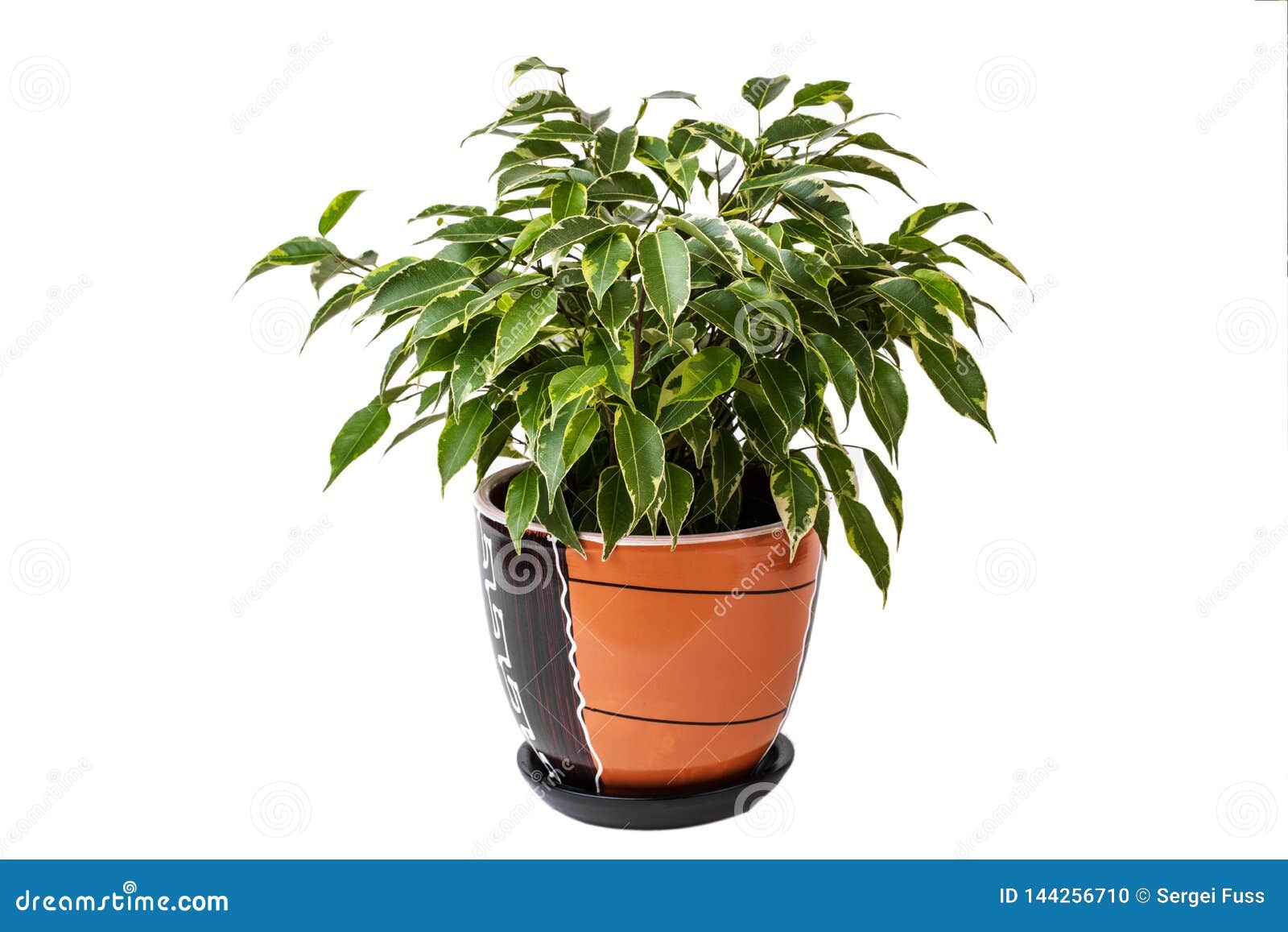 Young Ficus in Pot Isolated on White Stock Photo - Image of glossy ...