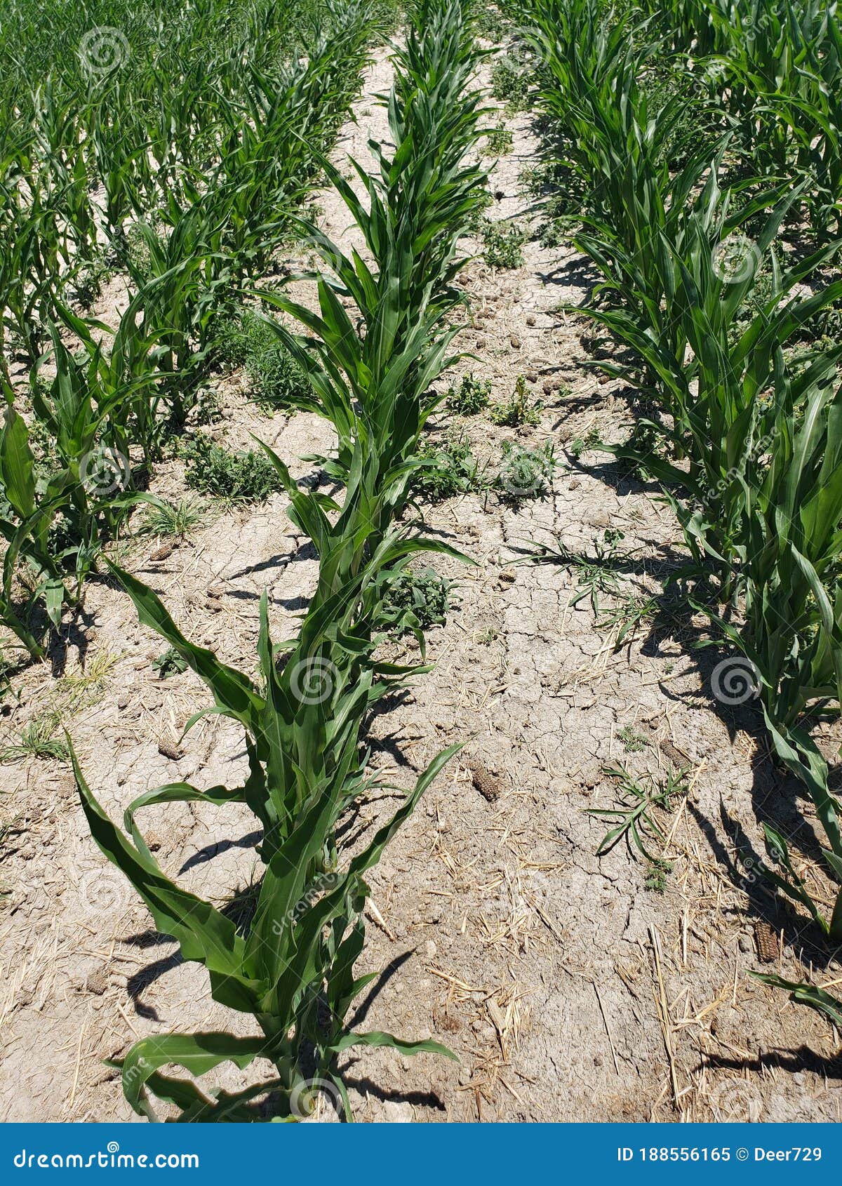 Young Field Corn in Rows of Dirt Stock Image - Image of agriculture ...