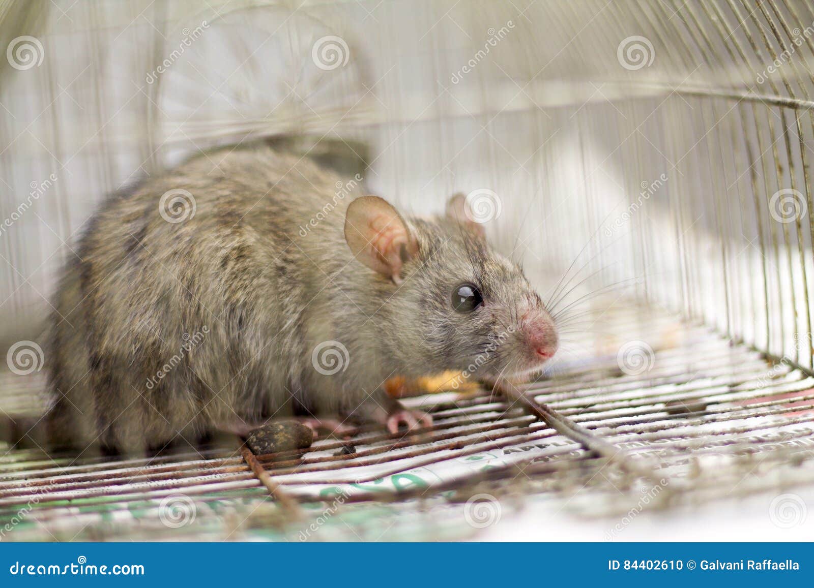 Young Field Mouse in a Cage Stock Photo - Image of food, metal: 84402610