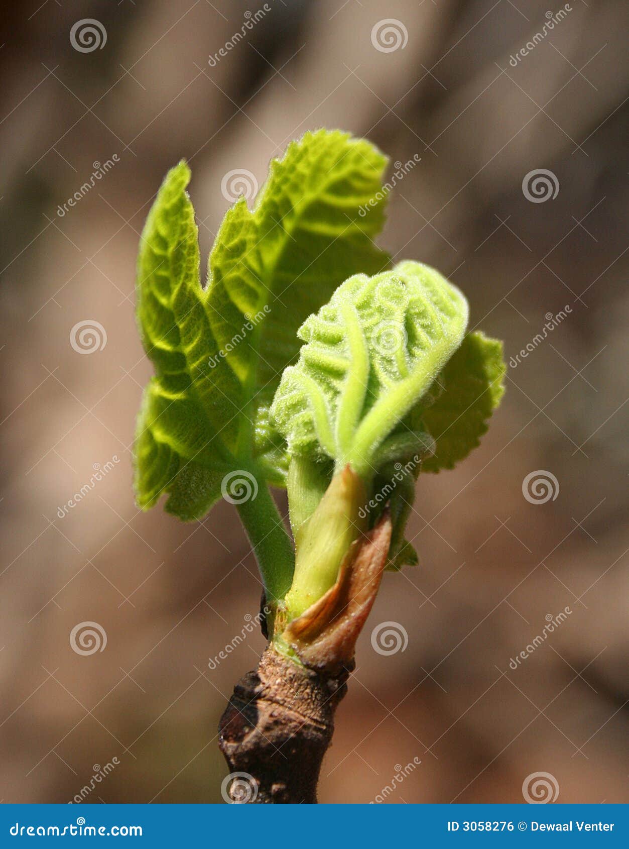 Young fig leaves stock photo. Image of growing, fruit - 3058276