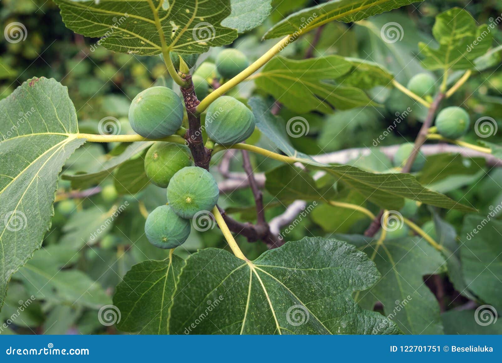 Fig tree branch stock image. Image of soft, branch, nature - 122701751