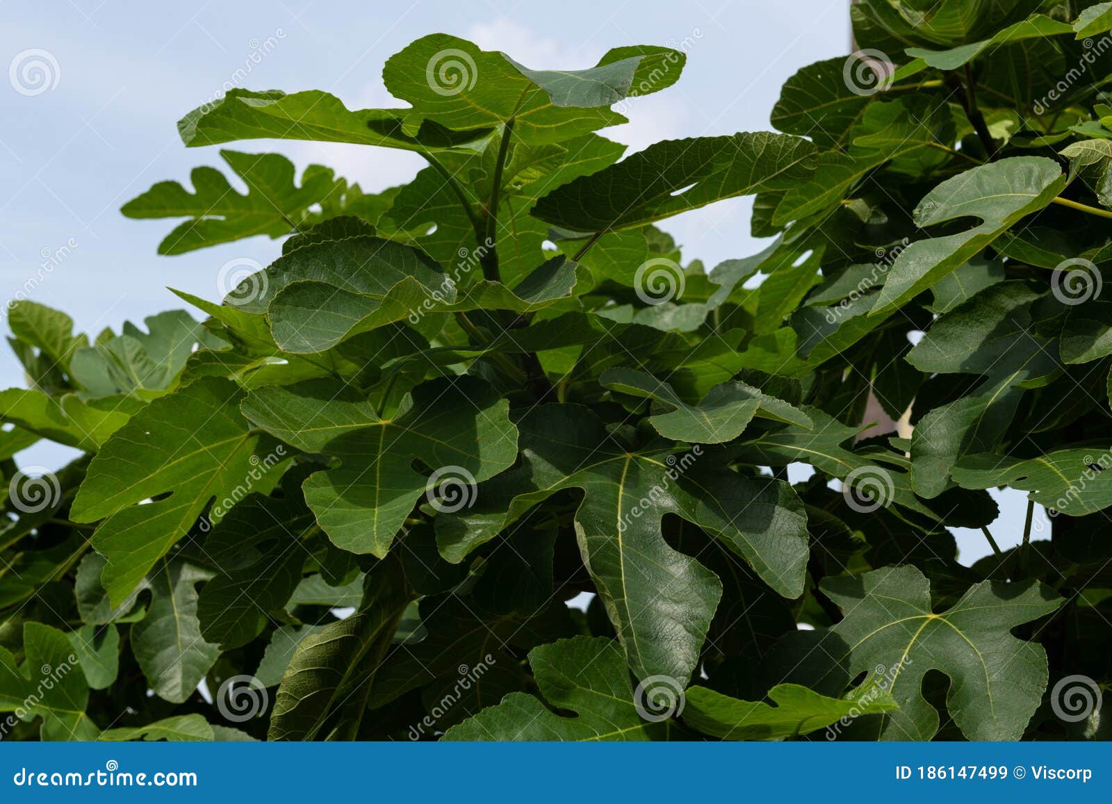 Young Fig Tree Branch stock image. Image of leaves, greece - 186147499