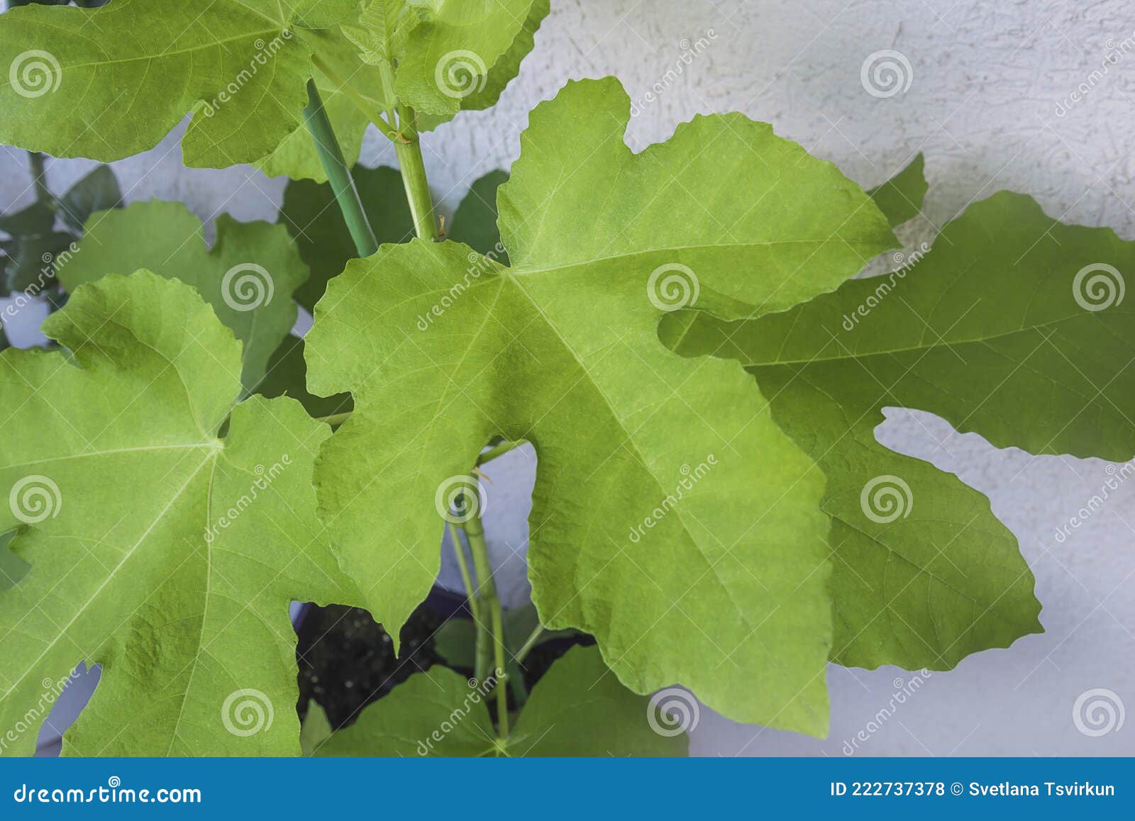 Young Fig Tree with Green Leaves Stock Photo - Image of branch, green ...
