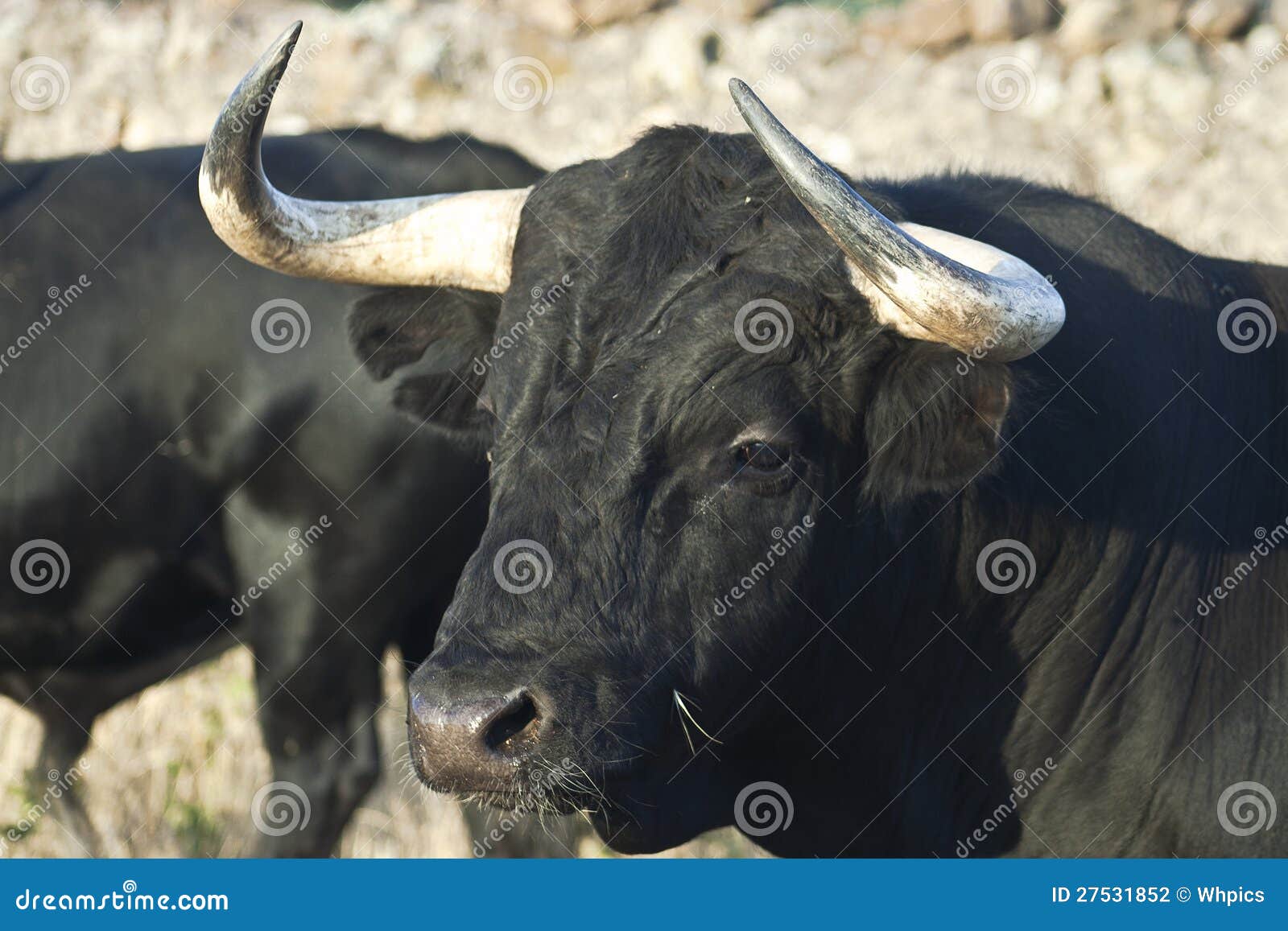 Young Fighting Bull. Breeding Stock Photo - Image of badajoz ...