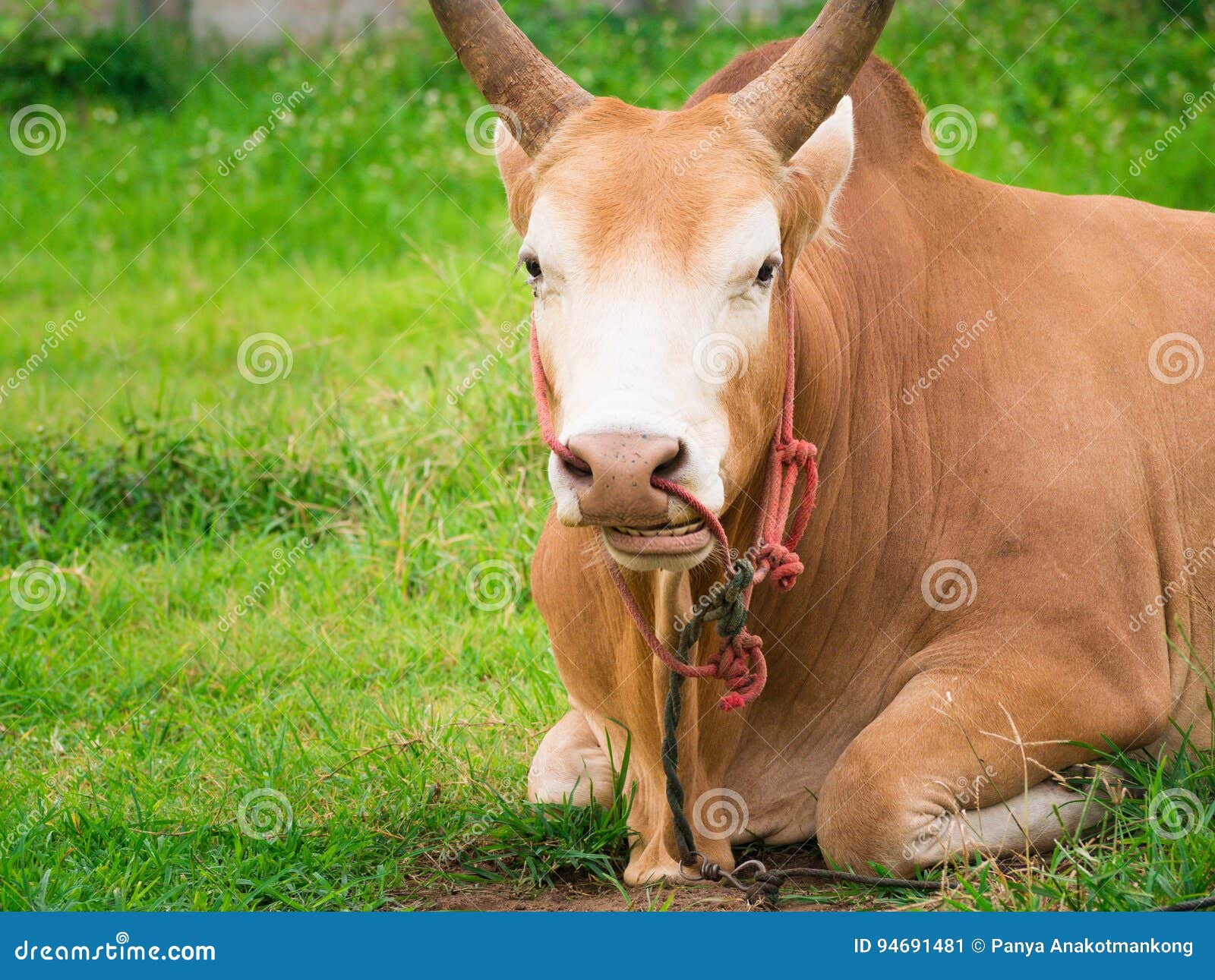 Young Fighting Bull Relax and Ruminant. Stock Image - Image of farm ...