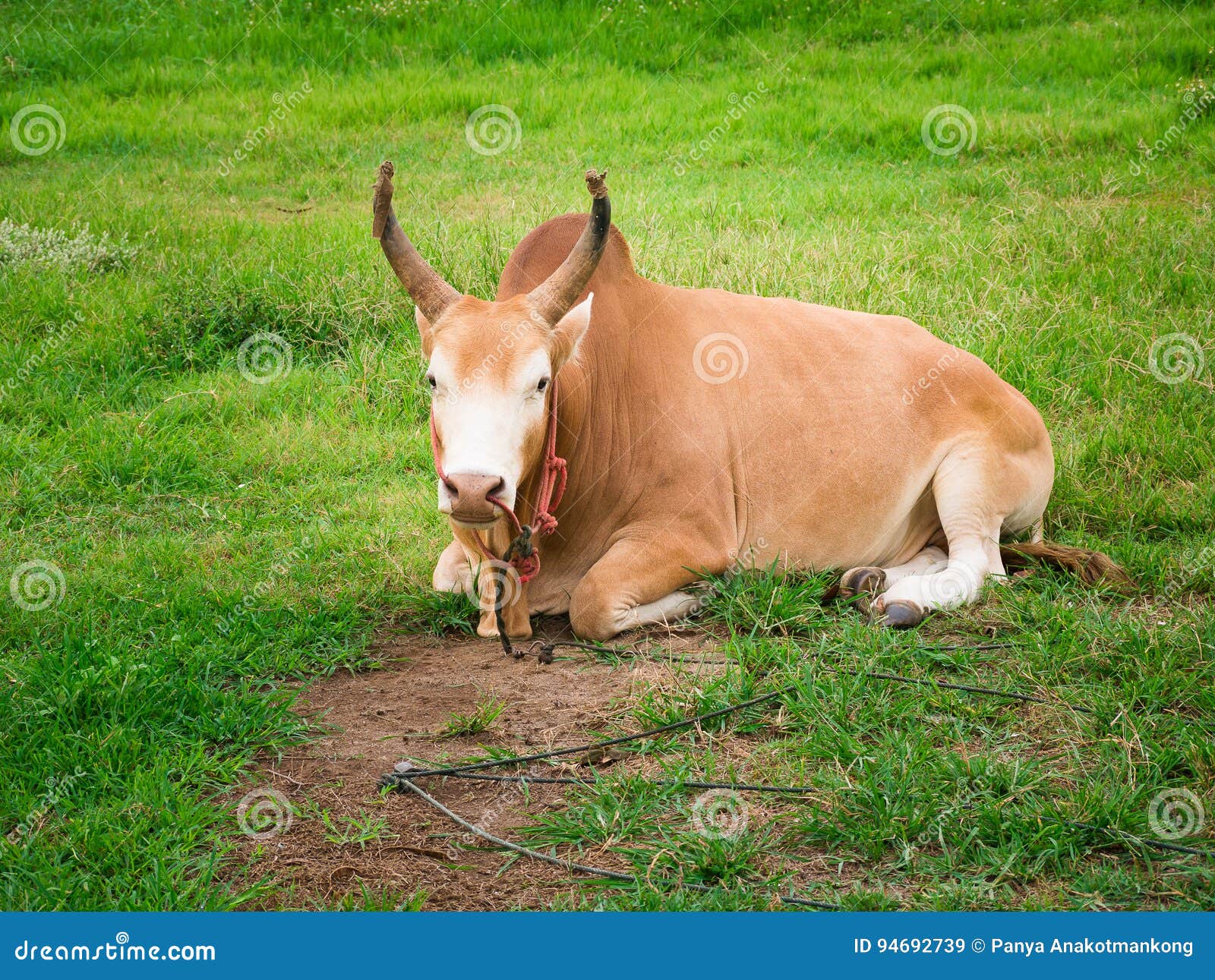 Young Fighting Bull Relax and Ruminant. Stock Image - Image of chew ...