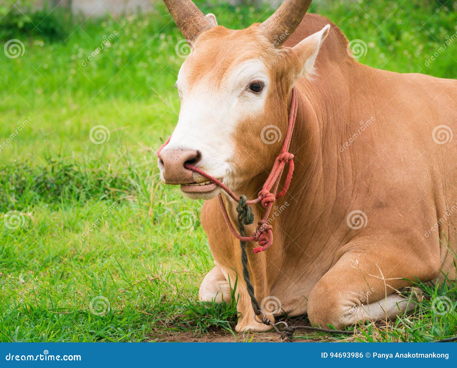 Young Fighting Bull Relax and Ruminant. Stock Photo - Image of bundle ...