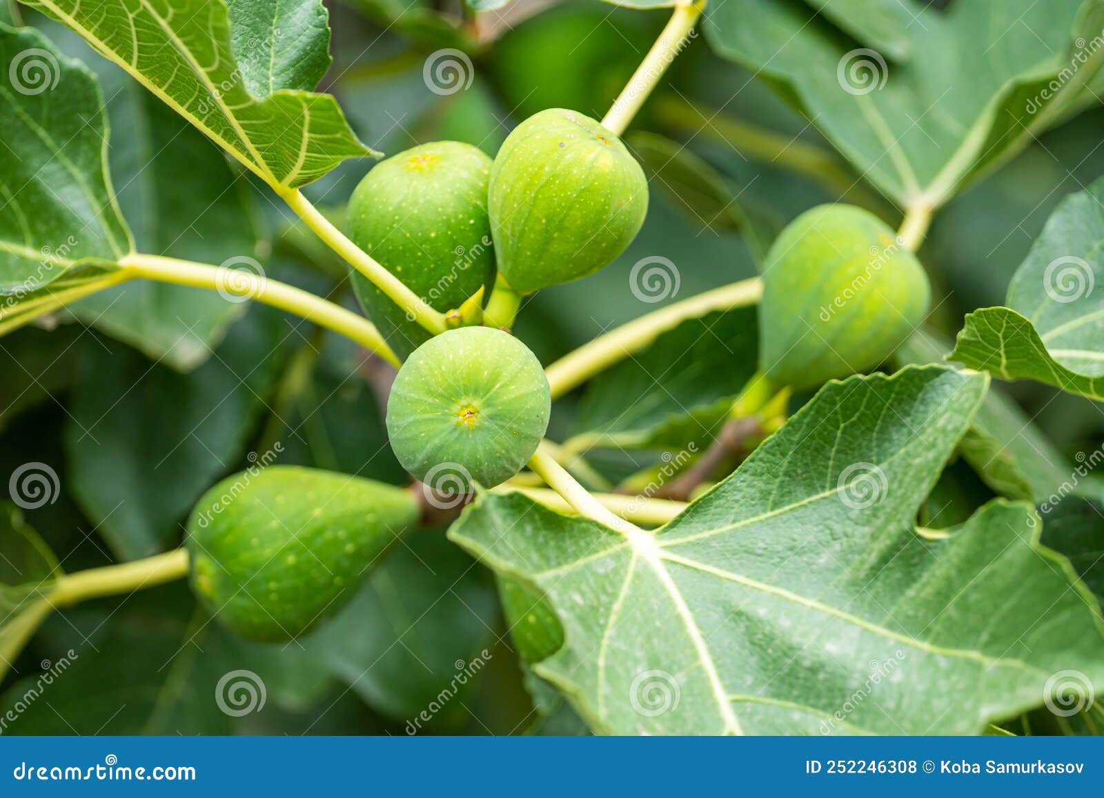Young Figs on the Branch of a Fig Tree Stock Photo - Image of growing ...