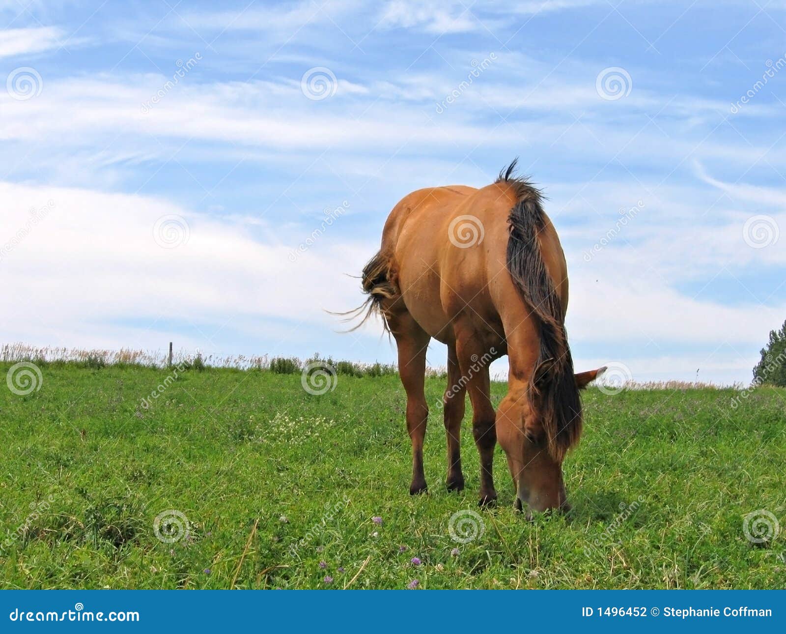 Young filly grazing stock photo. Image of foal, pasture - 1496452