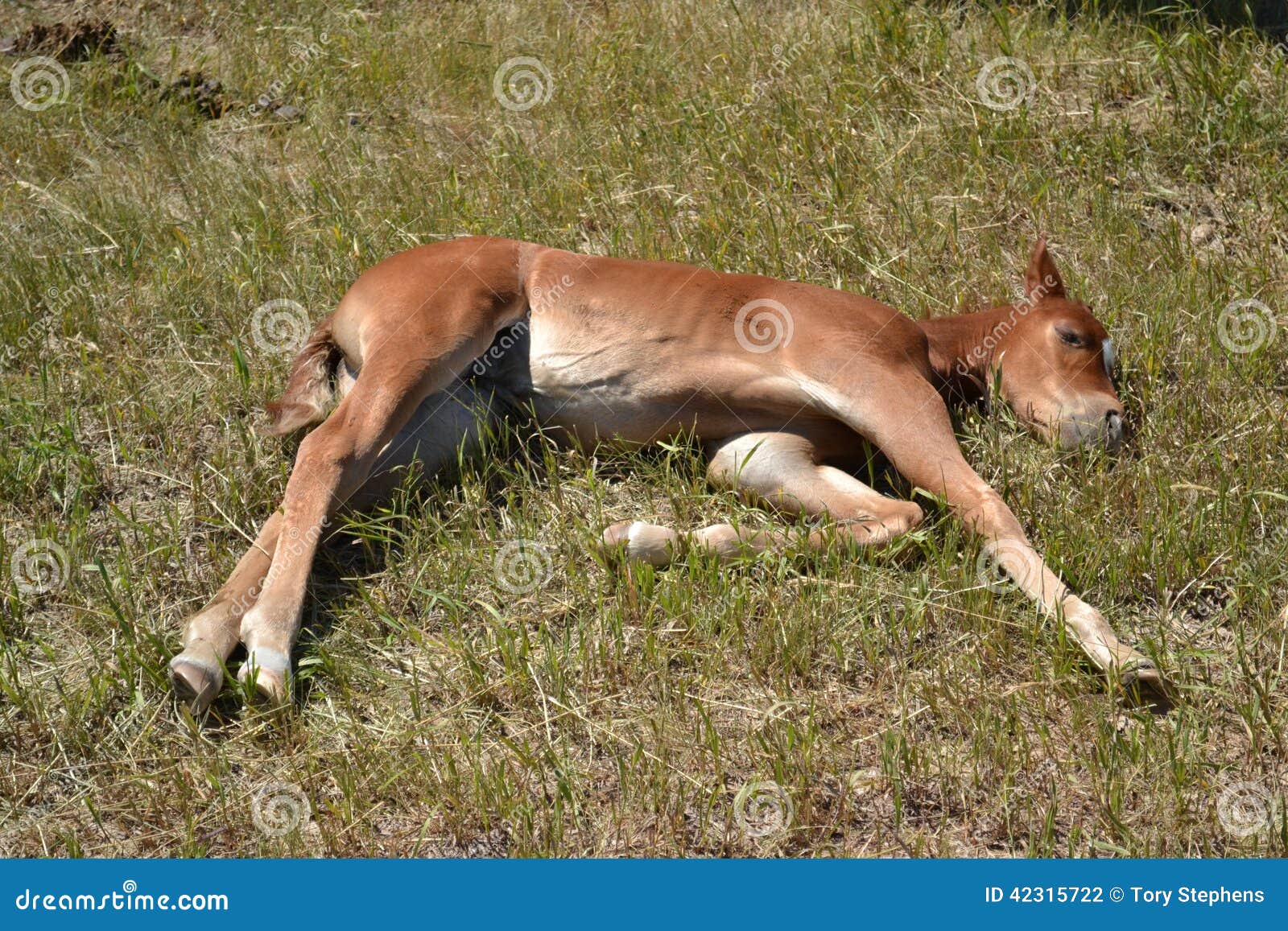 A sleepy young Filly stock photo. Image of standing, young - 42315722