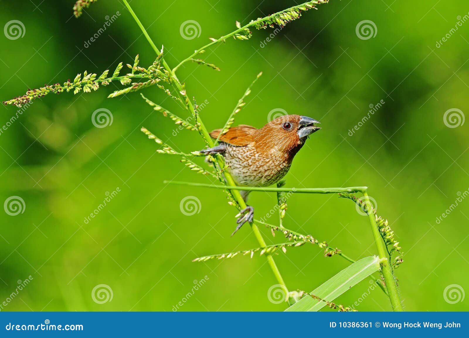 Young Finch Spice in the Park Stock Image - Image of feather, nature ...