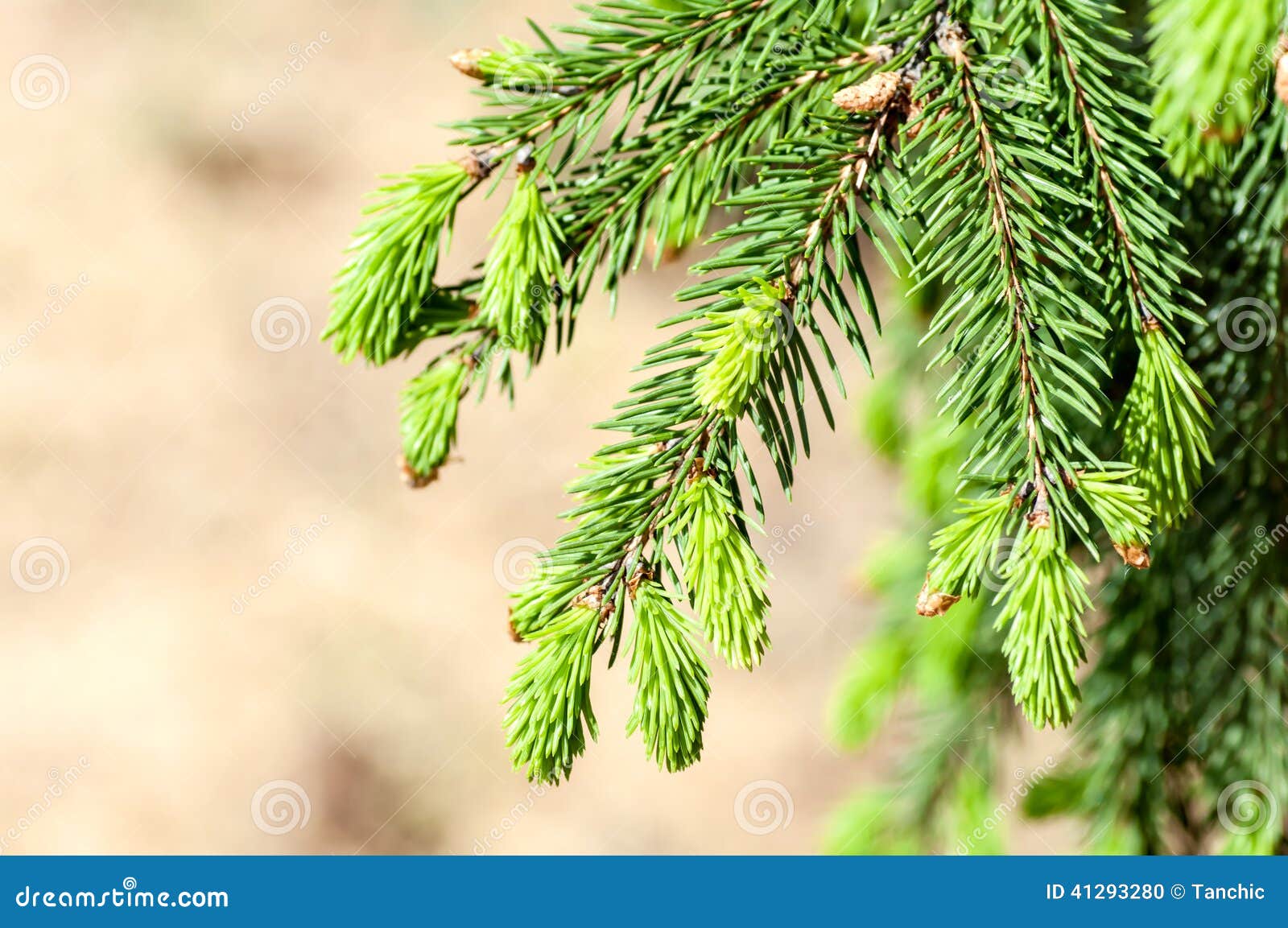 Young fir branch stock photo. Image of closeup, wood - 41293280