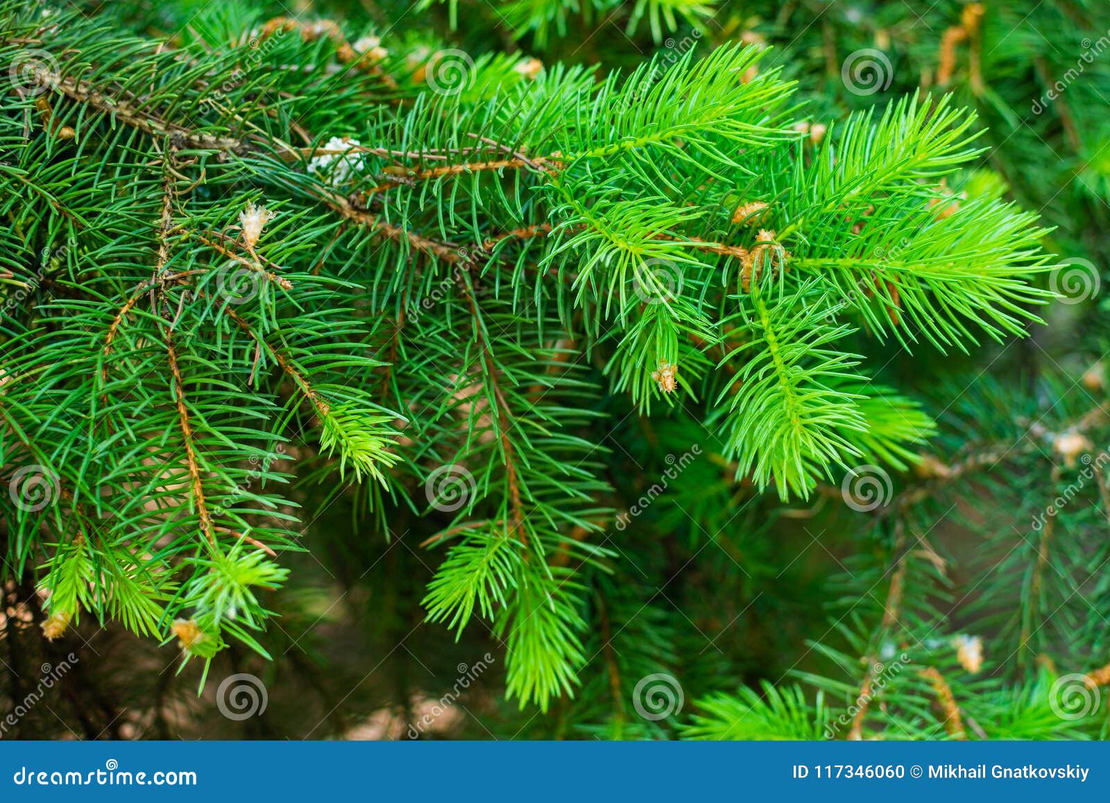 Young Fir Needles, Limbs, Buds. Stock Photo - Image of object, leaf ...