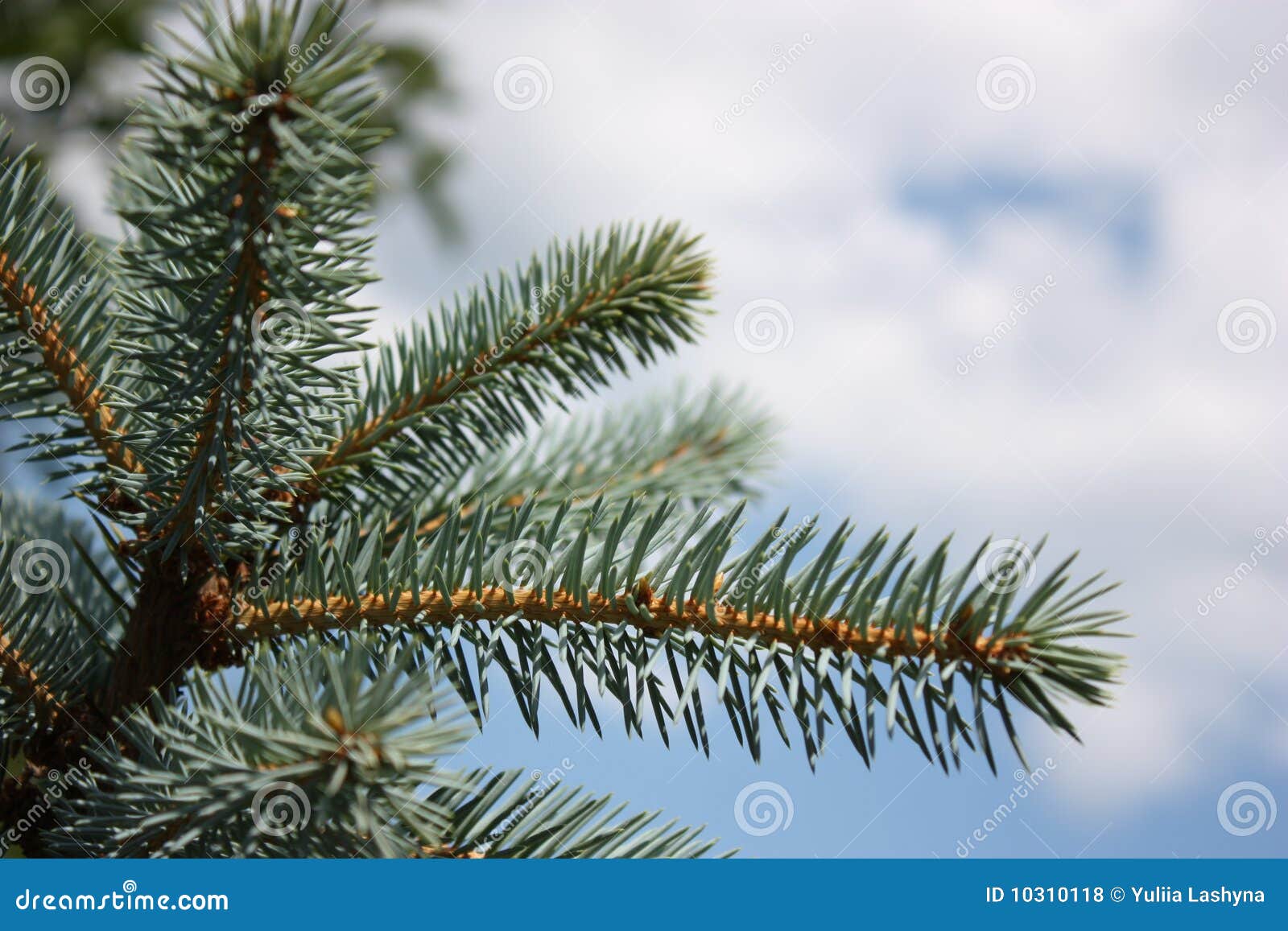 Young fir tree stock photo. Image of pine, planting, grass - 10310118