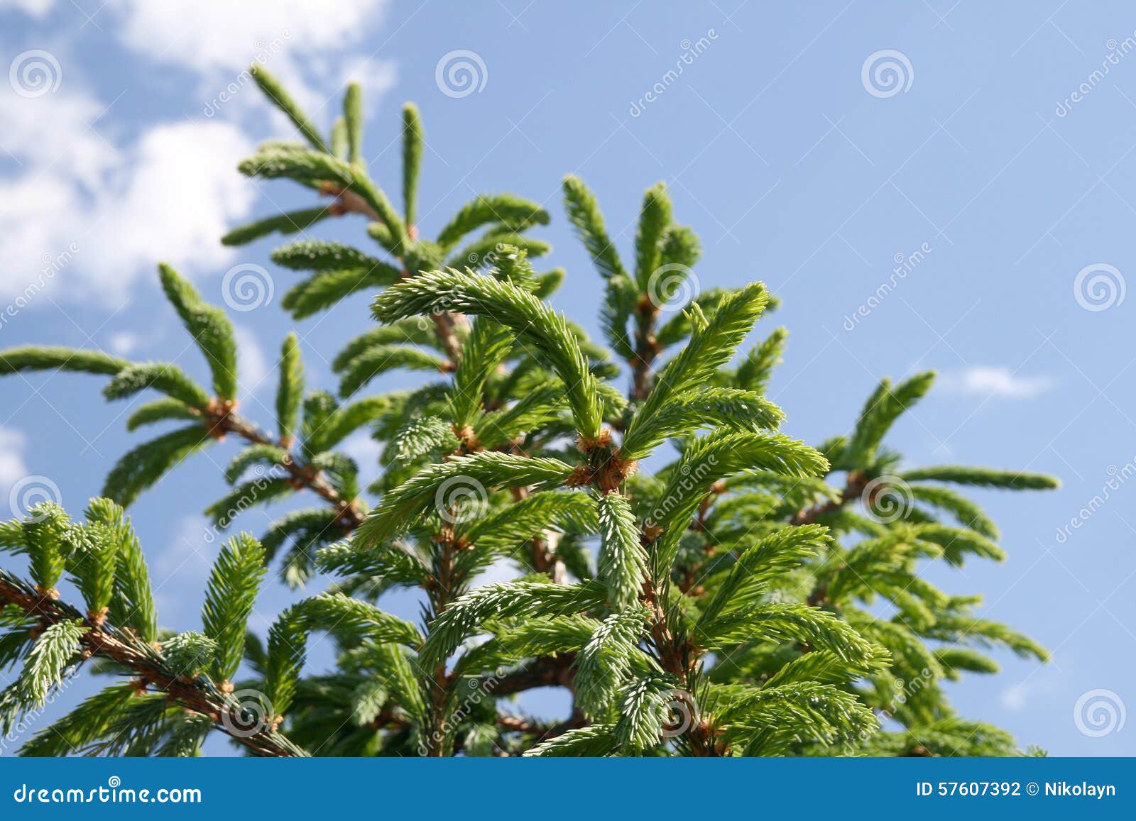 Young fir tree stock photo. Image of coniferous, green - 57607392