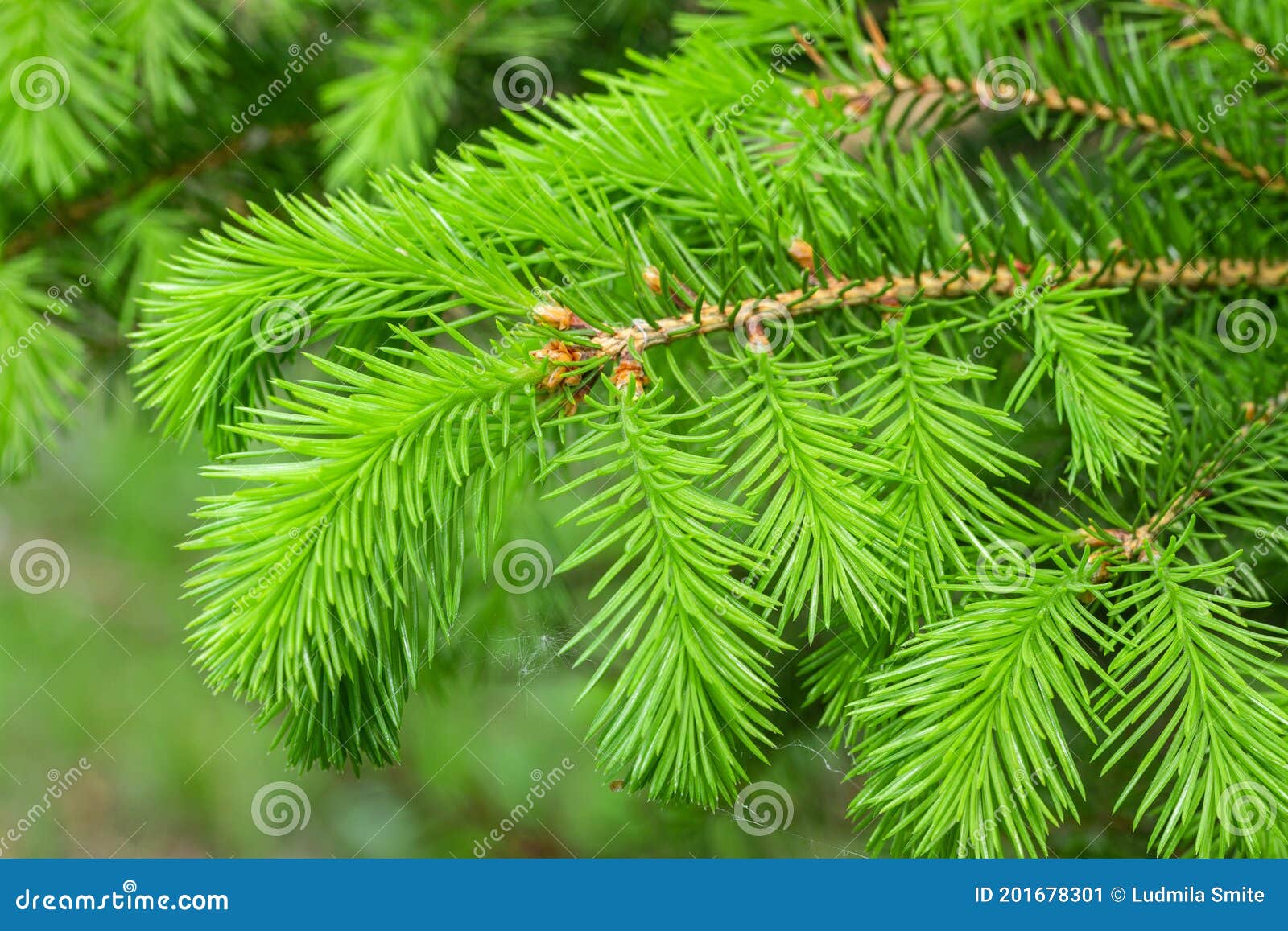 Young fir tree stock image. Image of nature, green, branch - 201678301