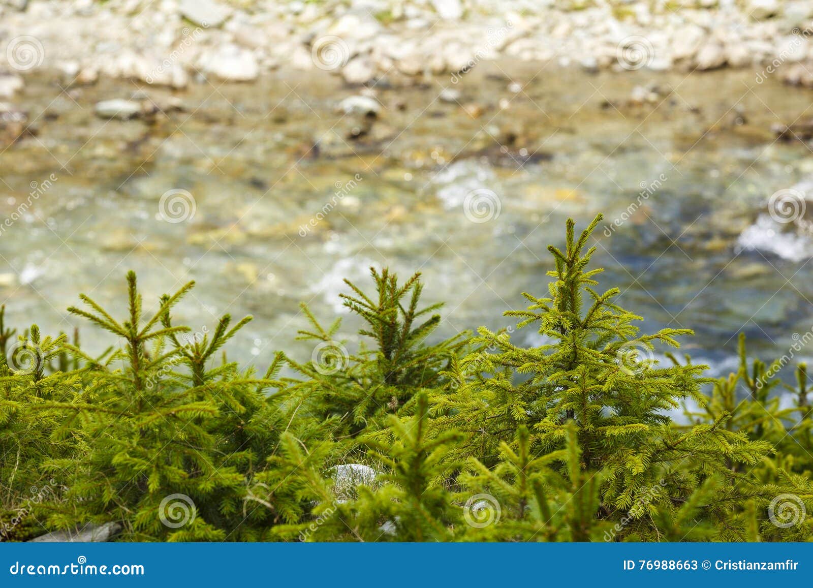 Young Fir Tree in Natural Environment Stock Image - Image of nature ...