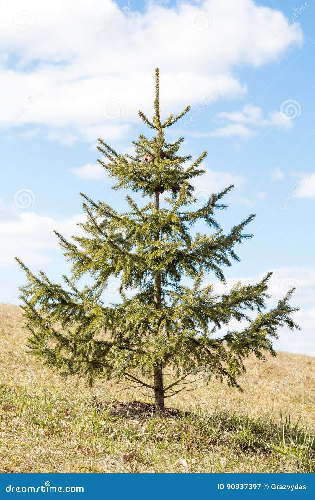 Young fir tree in park stock image. Image of spring, pine - 90937397