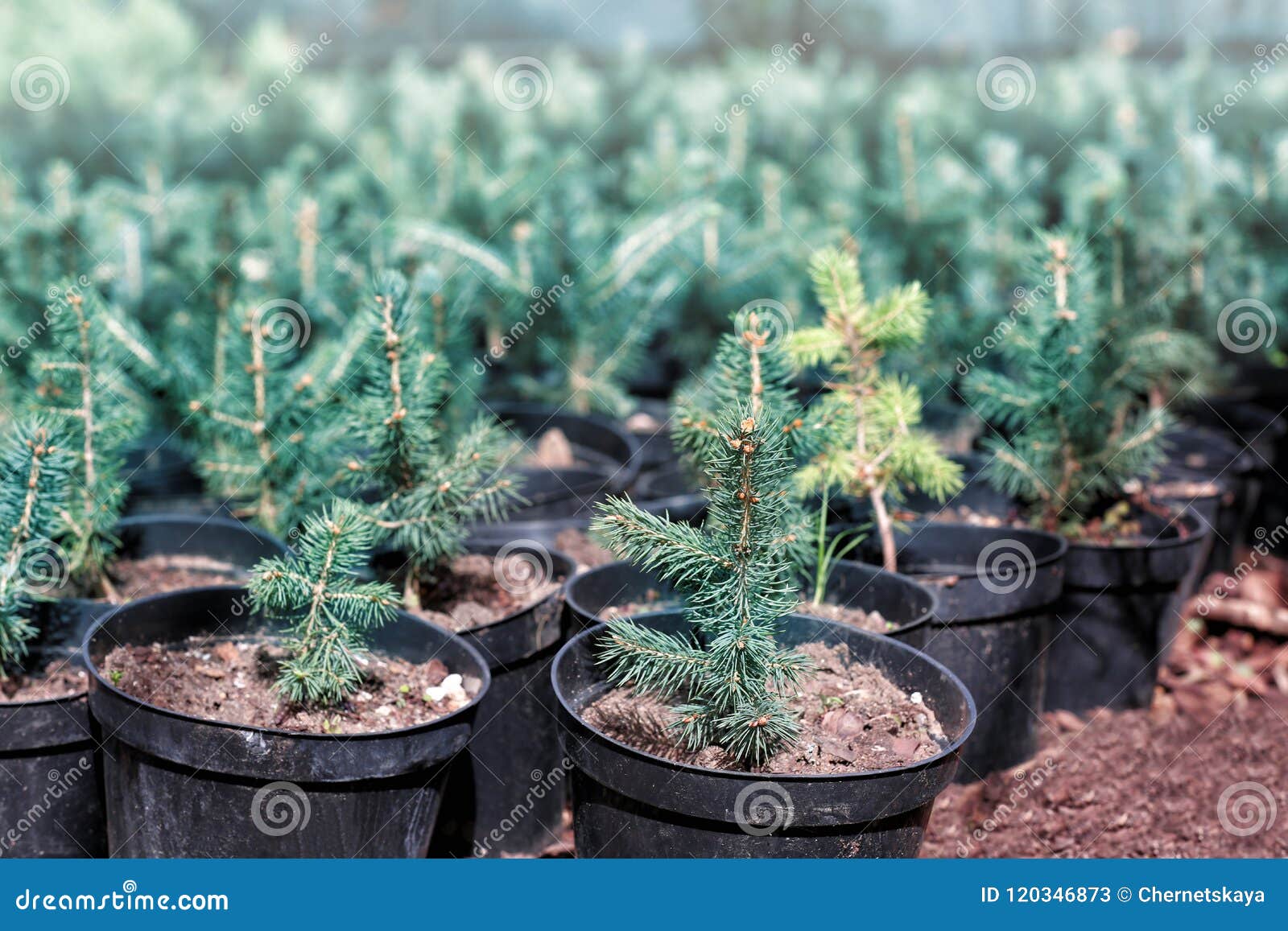 Young Fir Tree Plants in Greenhouse Stock Image - Image of hothouse ...