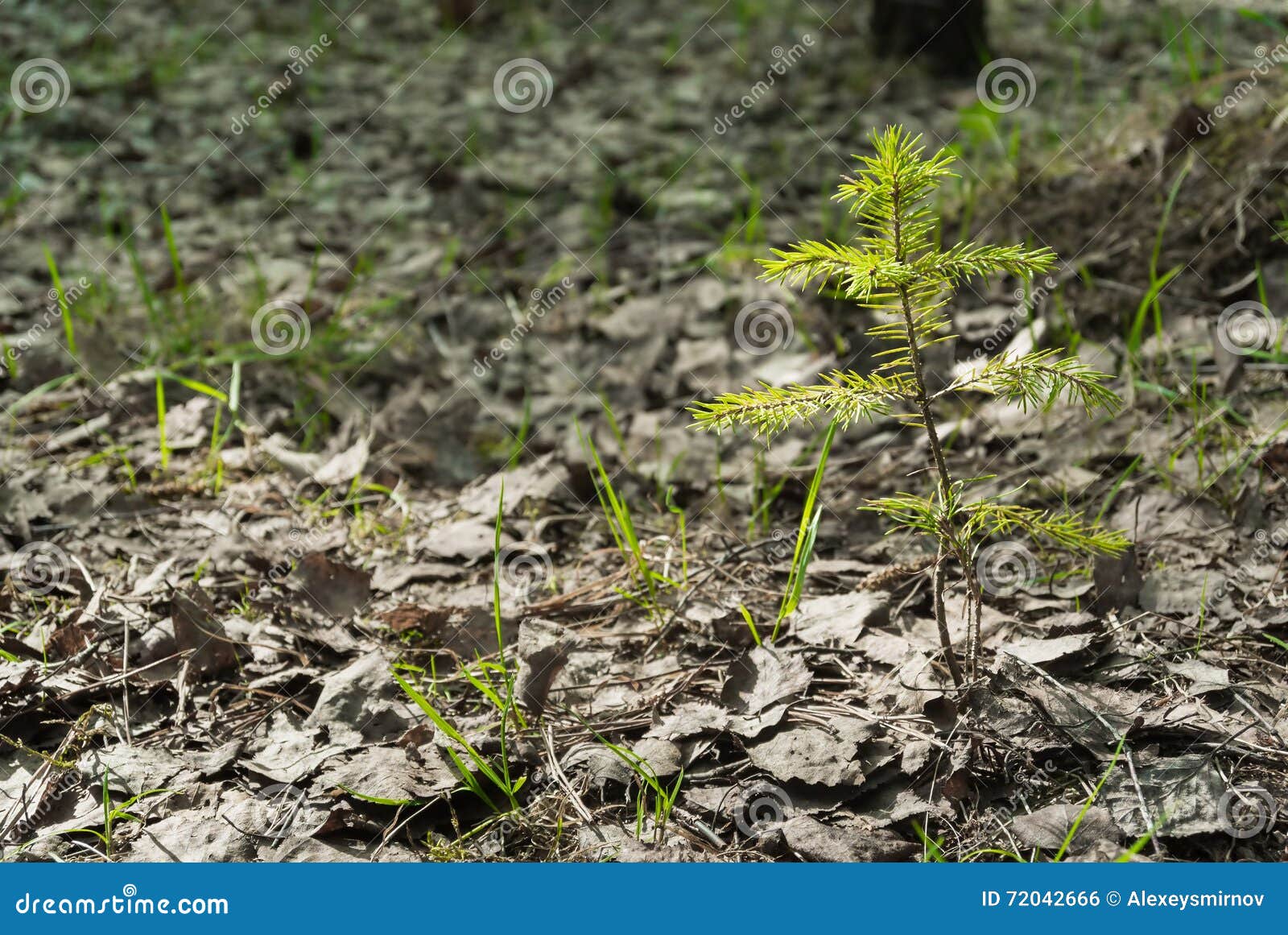 Young Fir Tree in Spring Forest Stock Photo - Image of forest, life ...