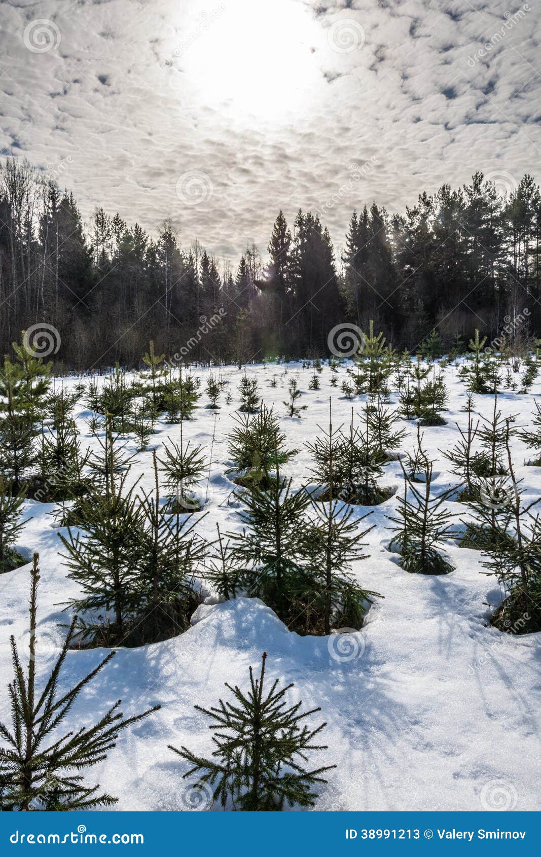 Young fir trees. stock image. Image of forest, clouds - 38991213