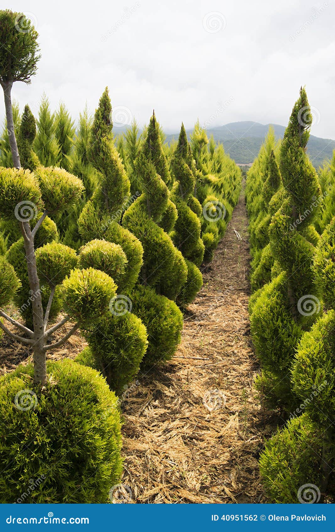 Young Fir Trees in a Nursery Stock Photo - Image of environment ...