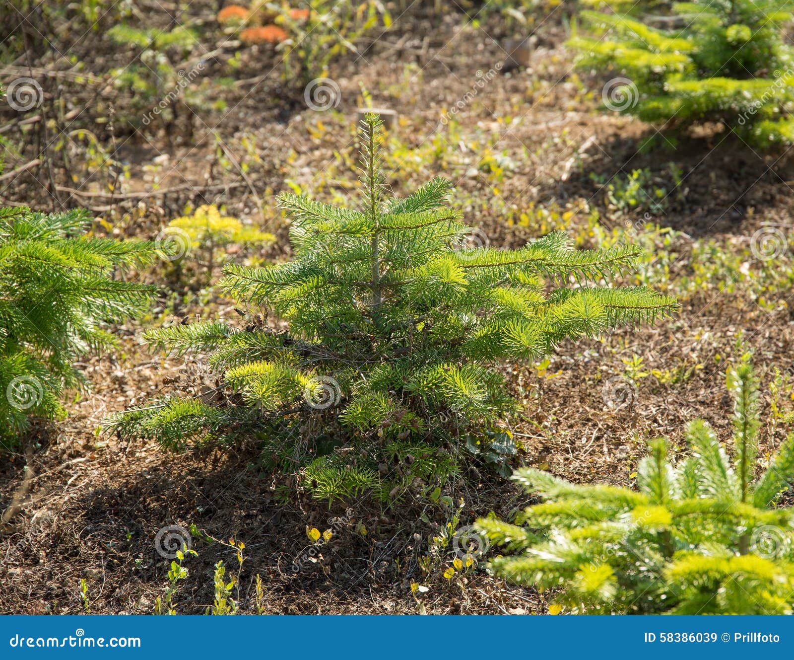 Young fir trees stock image. Image of stem, nature, needle - 58386039