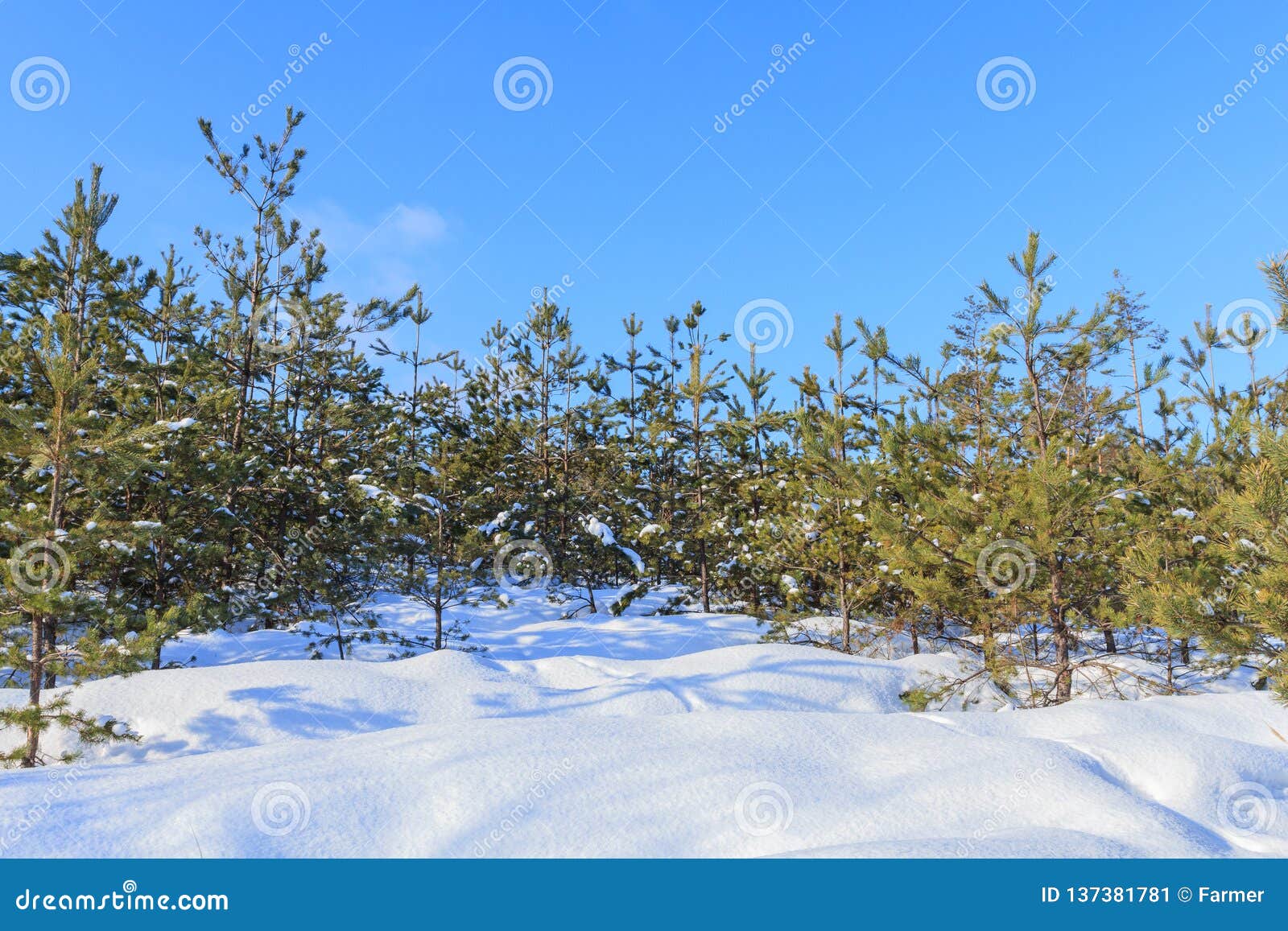 Young fir trees in winter stock image. Image of snow - 137381781
