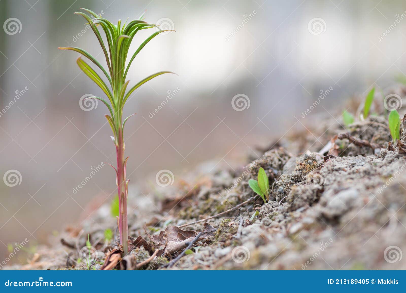 Young Fireweed Sprout in Springtime Stock Image - Image of chamerion ...