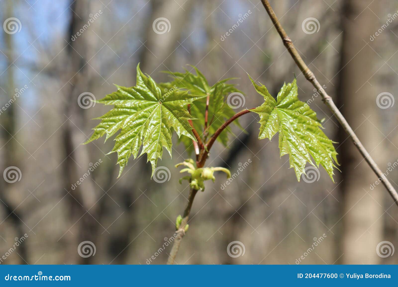 Young First Leaves Appeared on a Maple Tree in a Spring Forest Stock ...
