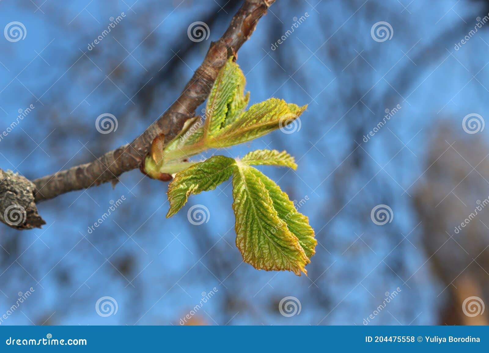 Young First Leaves Grew from Open Buds on a Tree in a Spring Forest ...