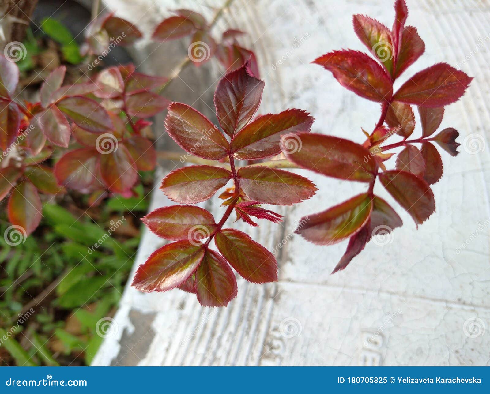 Young First Reddish Rose Leaves on the Bush Stock Image - Image of ...