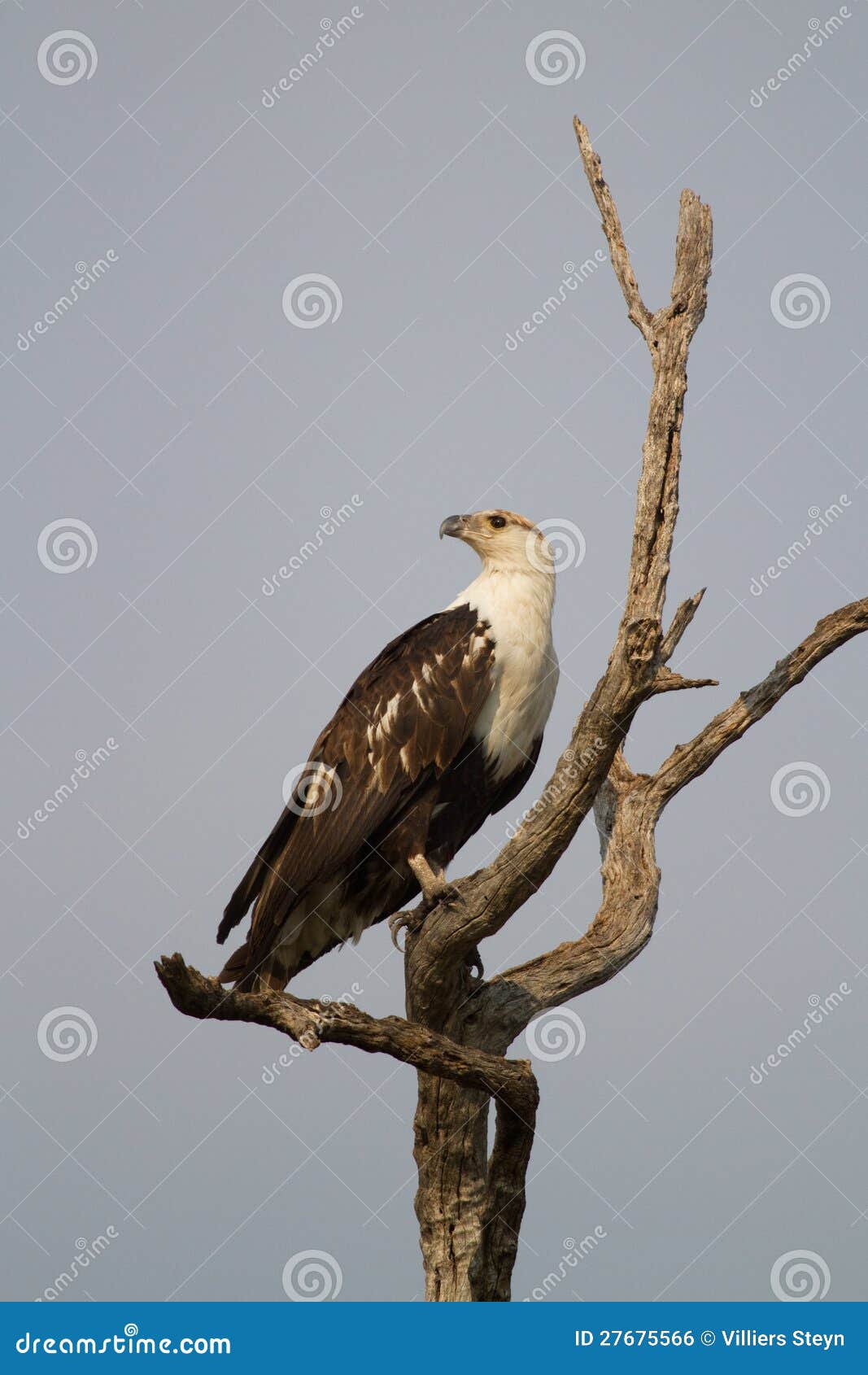 Young fish eagle stock photo. Image of daytime, african - 27675566