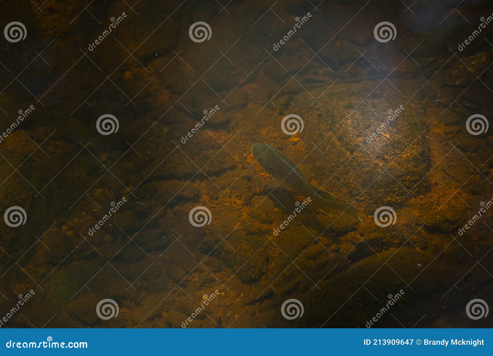 Young Fish Swimming stock image. Image of alive, creek - 213909647