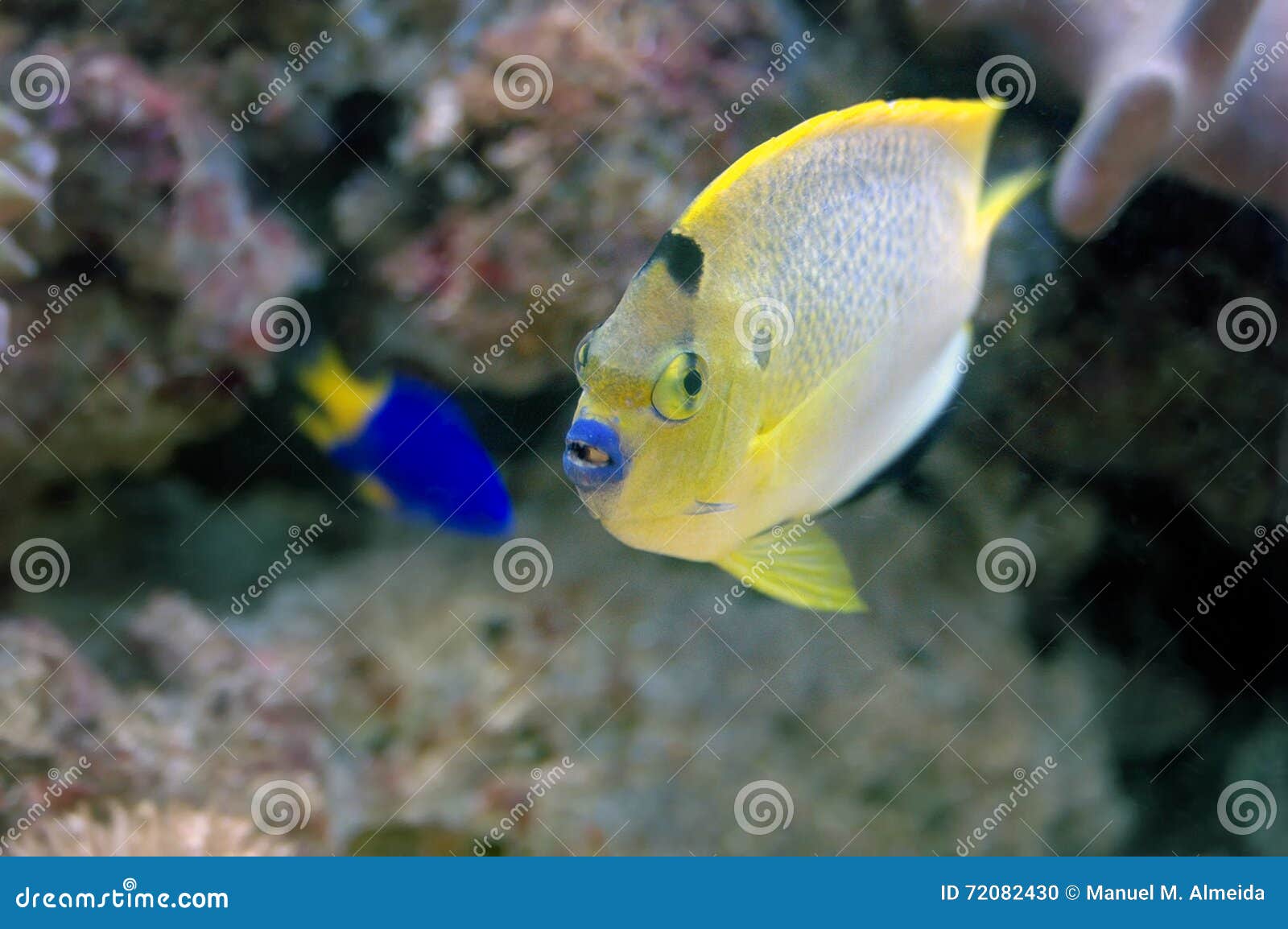 Young Flameback Angelfish (Centropyge Aurantonotus) Stock Photo - Image ...