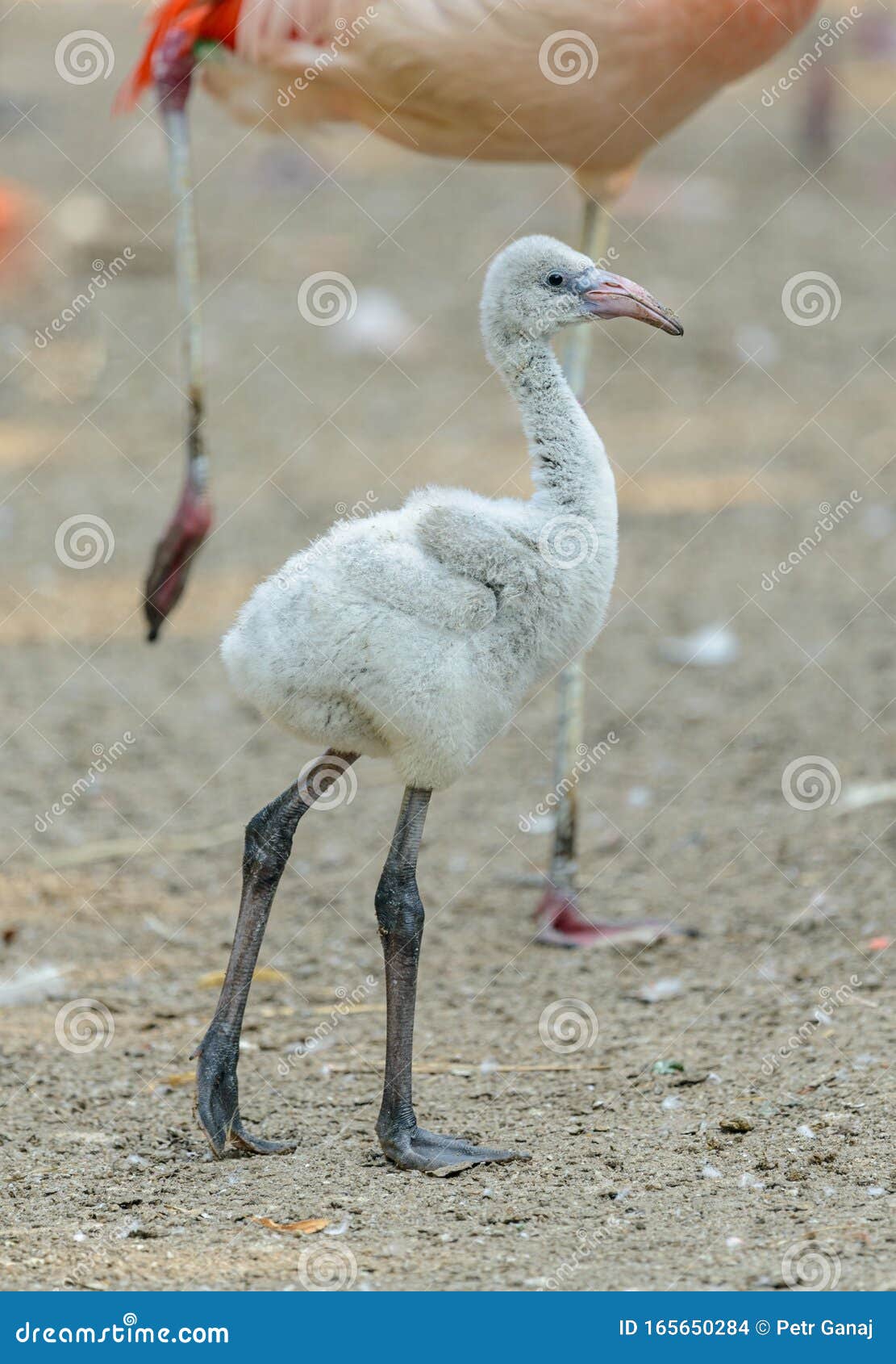 Young Flamingo on the Ground among the Adults Stock Photo - Image of ...
